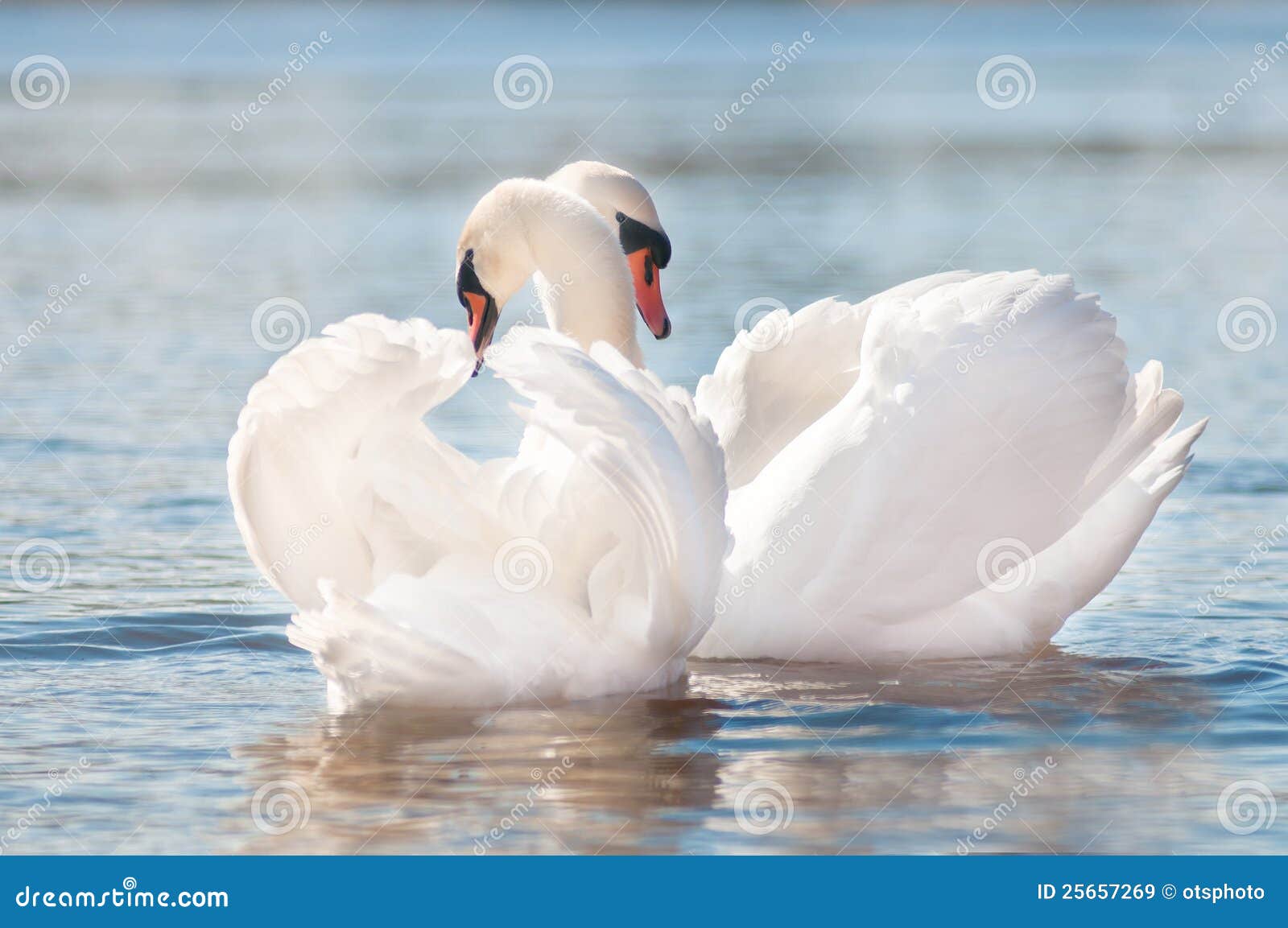 Couple of swans greeting stock image. Image of birds - 25657269