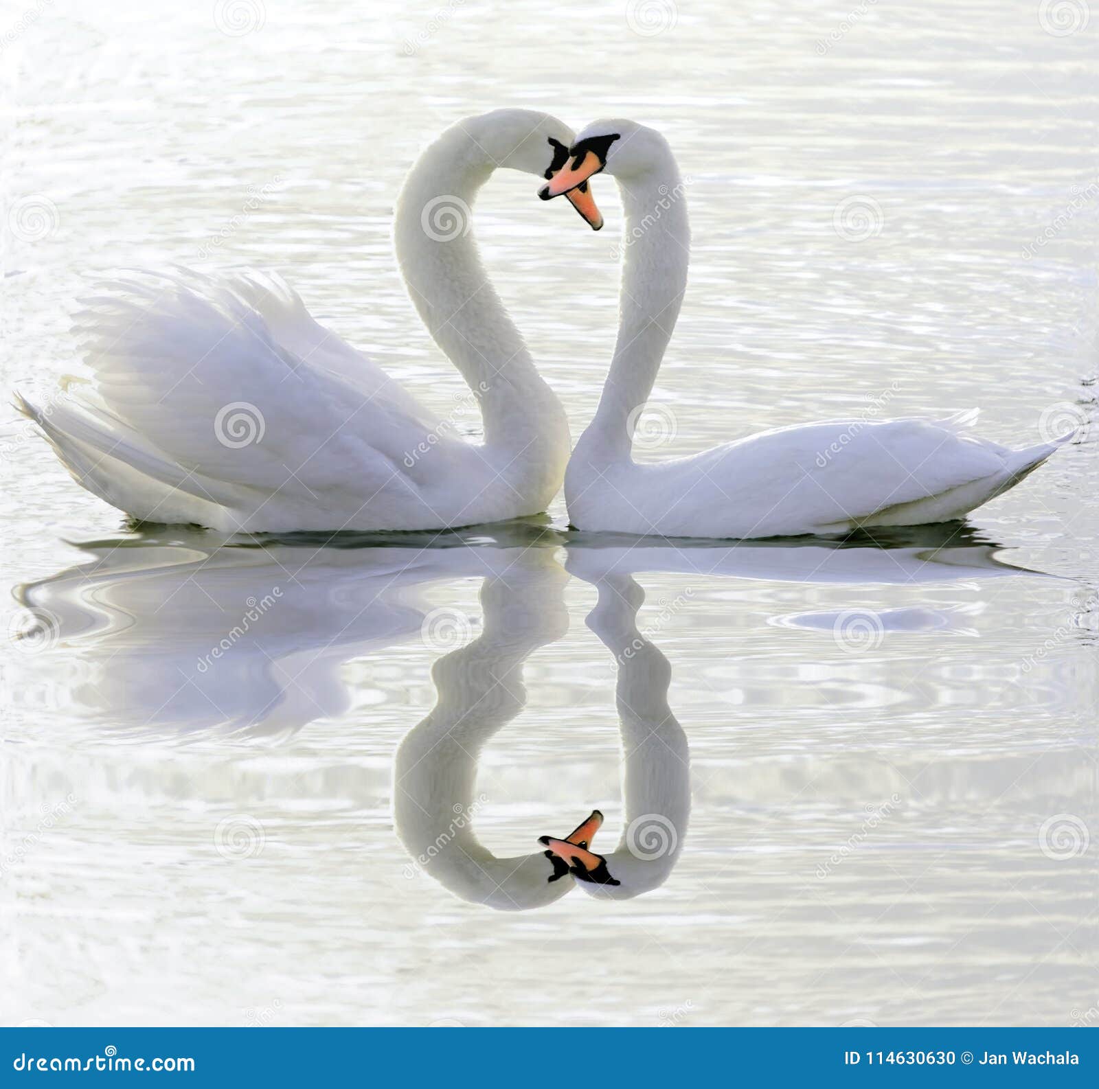 Couple of swans in love stock photo. Image of white - 114630630