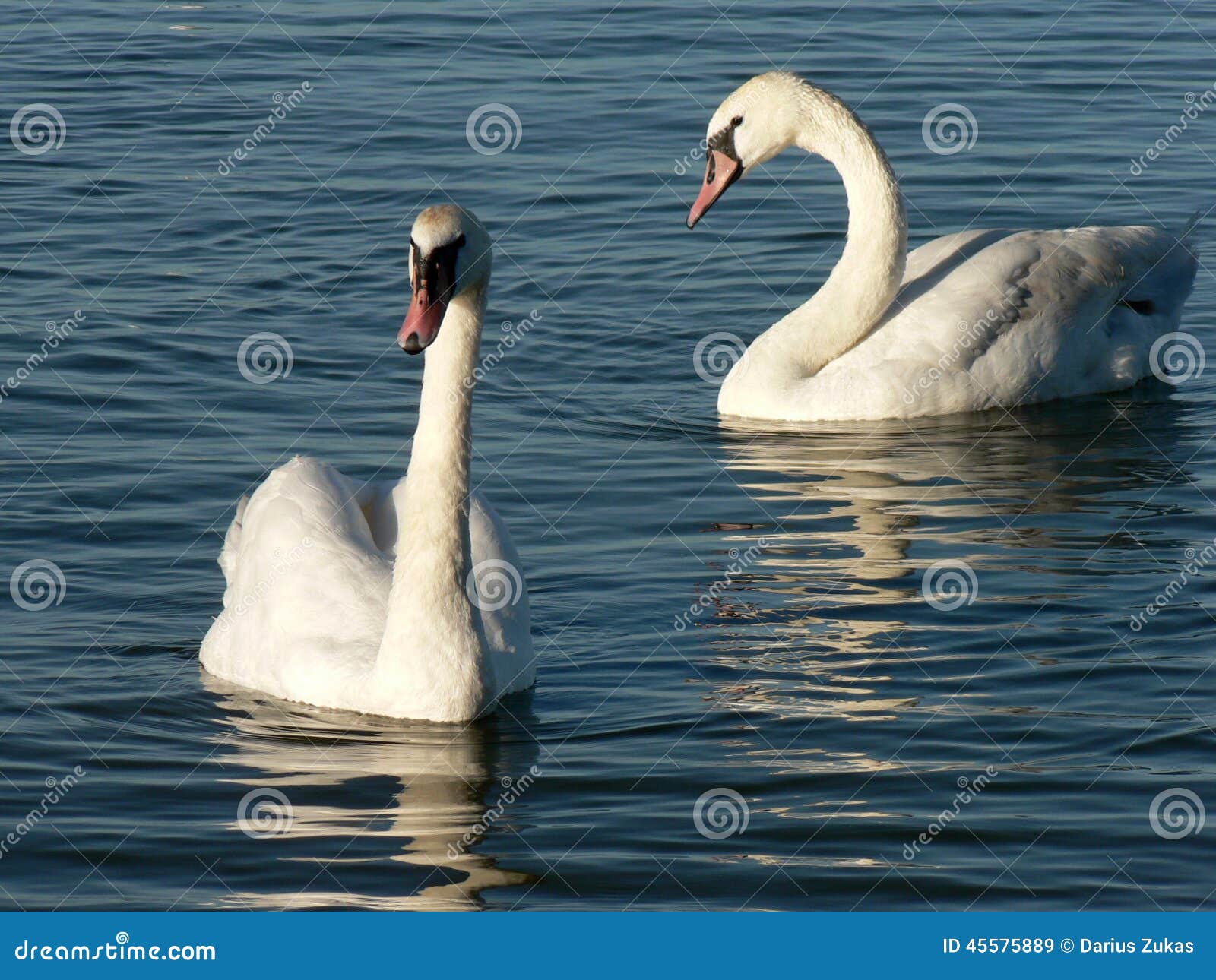 Couple of Swans stock image. Image of conceptual, lagoon - 45575889