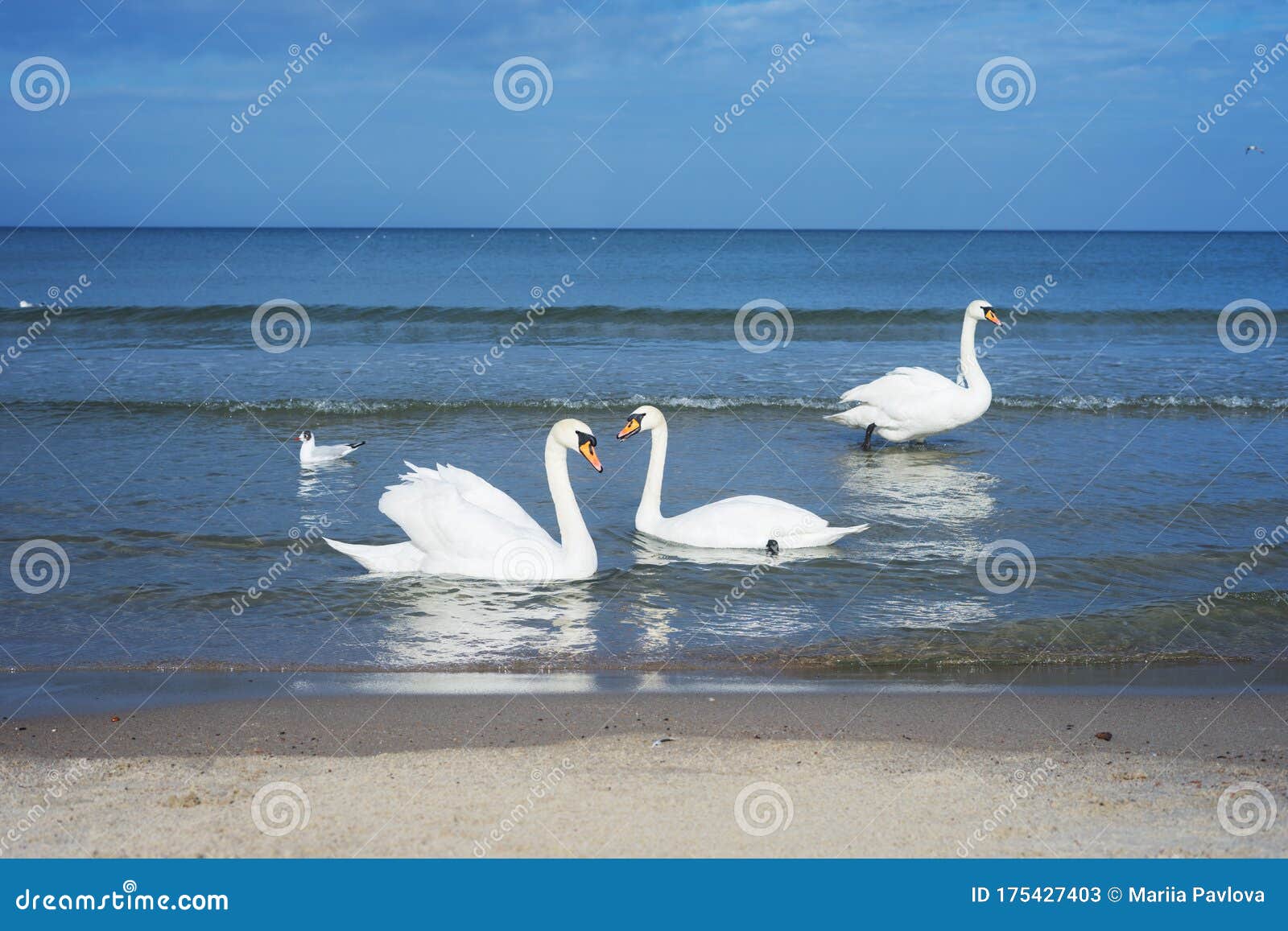 Couple swans in the sea stock image. Image of swan, wild - 175427403