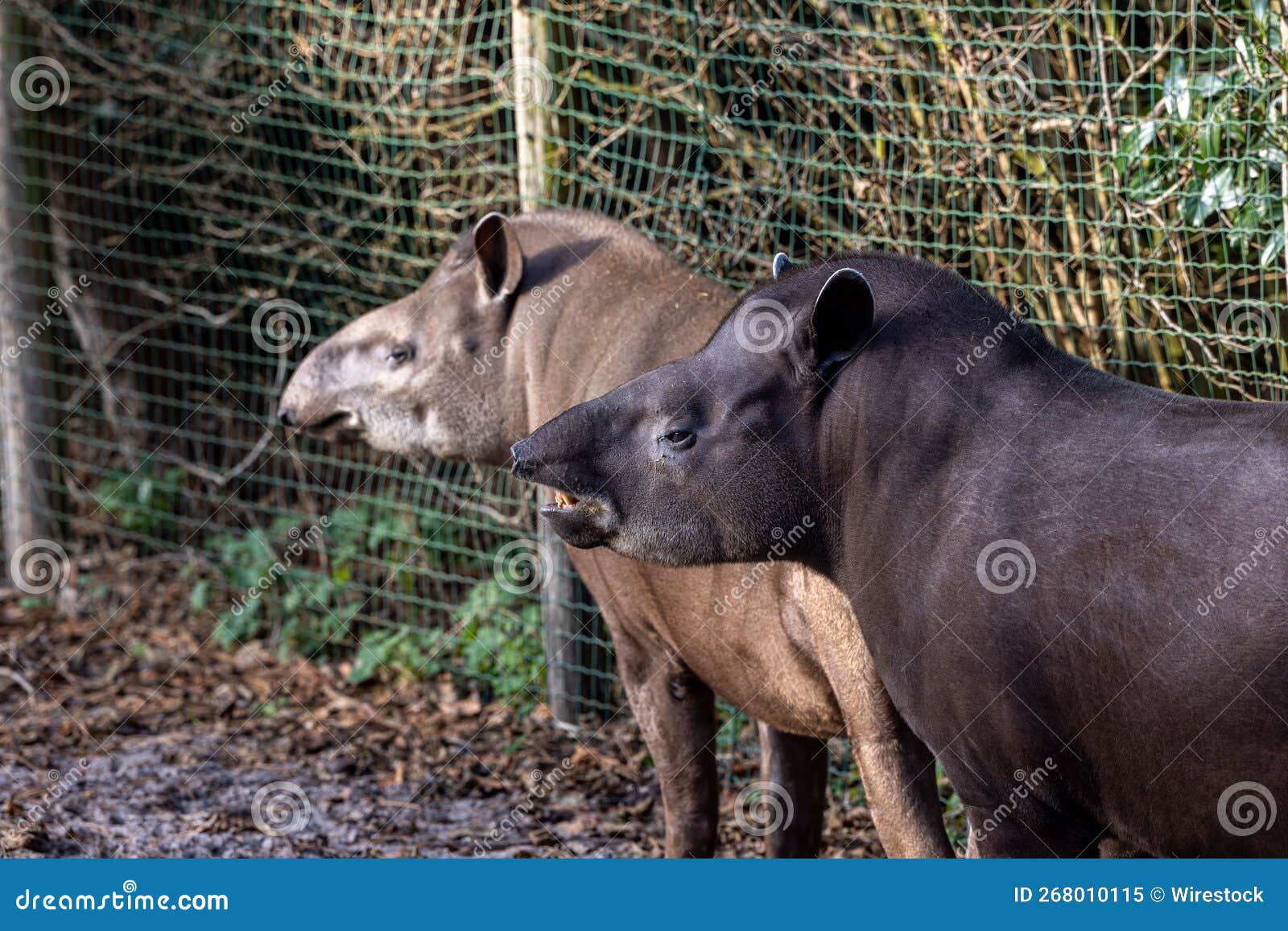 Couple of tapirs in a zoo stock image. Image of tapir - 268010115