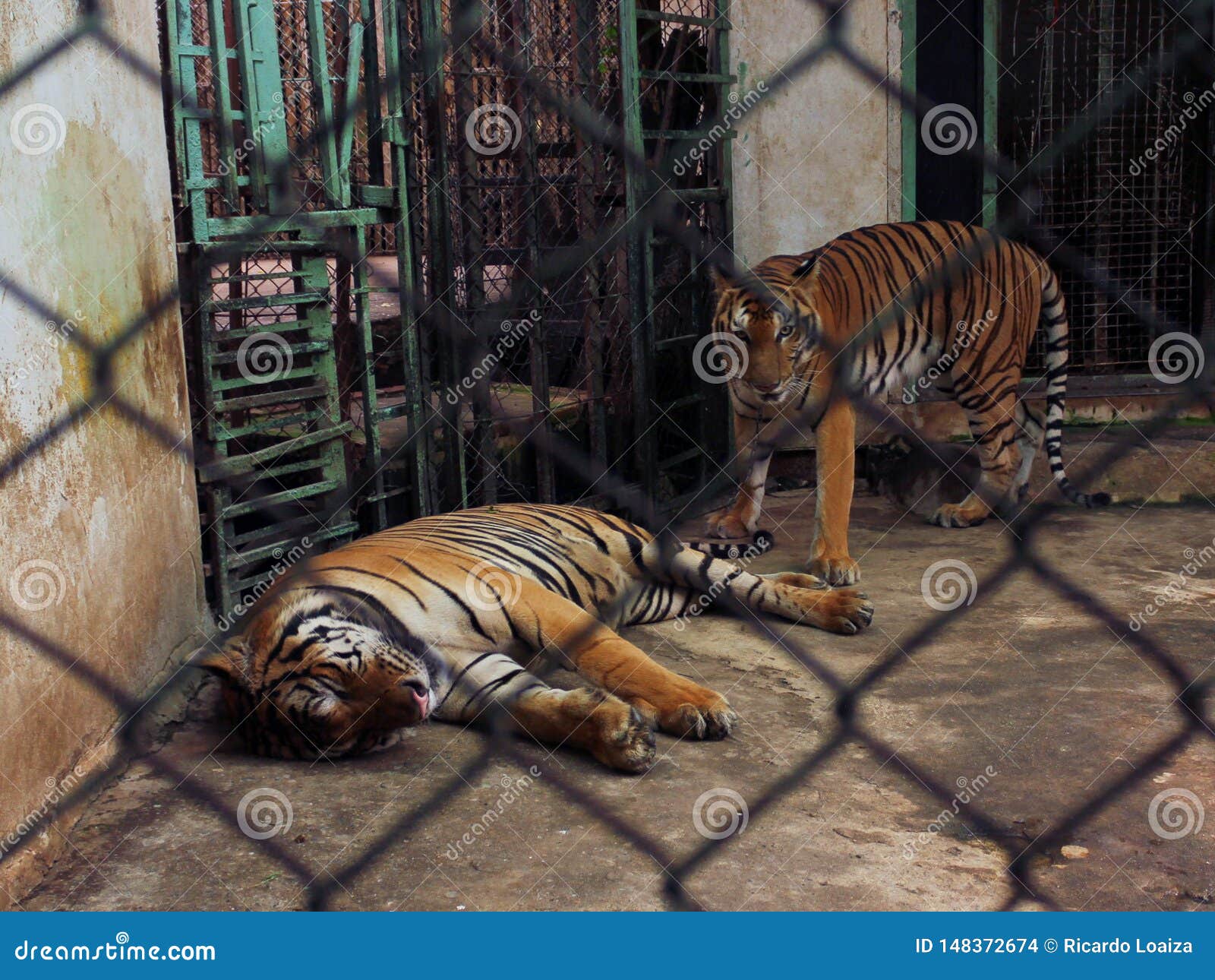 Couple of Tigers in Captivity Inside a Cage. Stock Photo - Image of ...