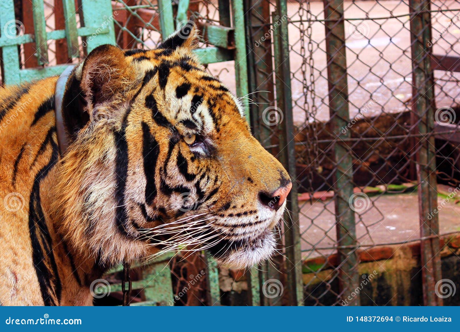 Big Tiger Head in Captivity. Stock Photo - Image of beautiful, danger ...