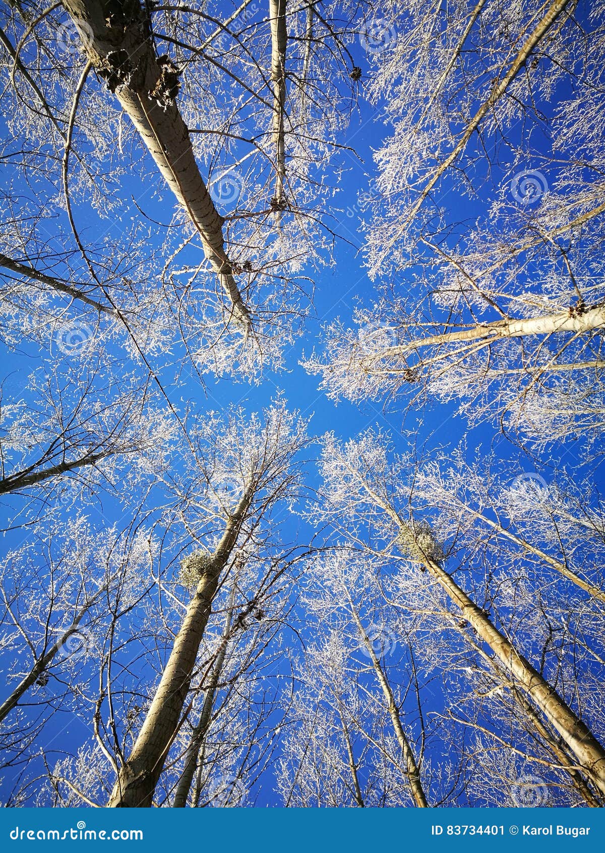 Couple of trees stock image. Image of branch, birch, forest - 83734401
