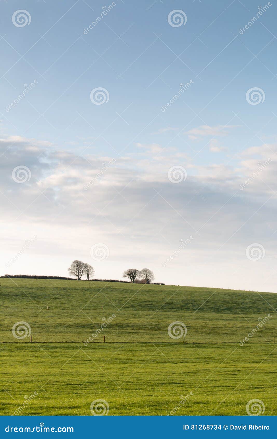 Couple of Trees in a Green Pasture Stock Photo - Image of spring, sunny ...