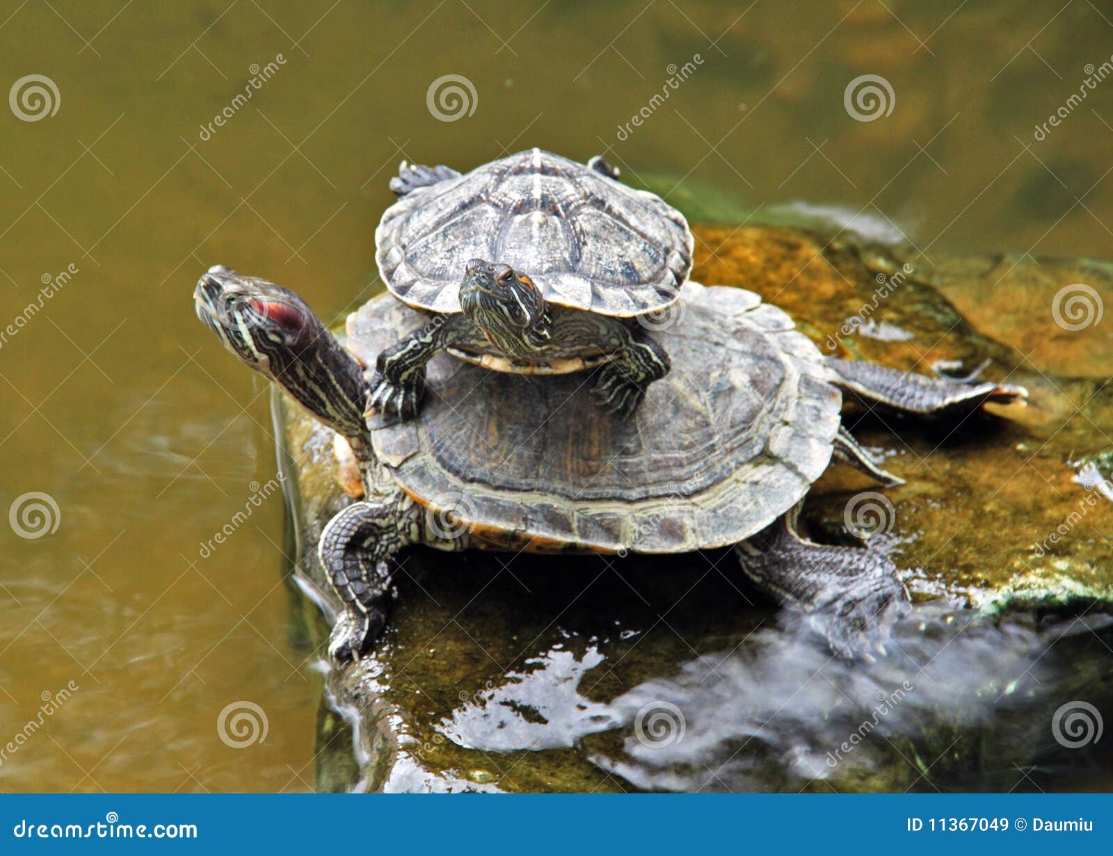 Couple Turtle stock image. Image of reflection, couple - 11367049