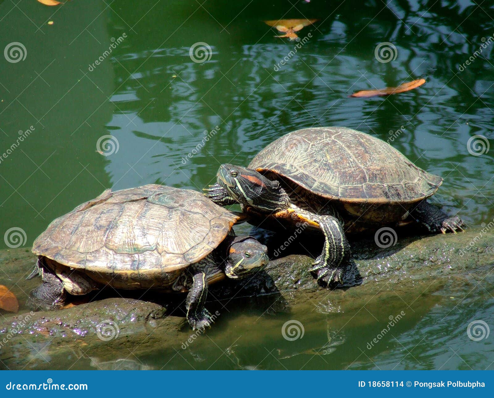 The couple turtle stock photo. Image of family, close - 18658114