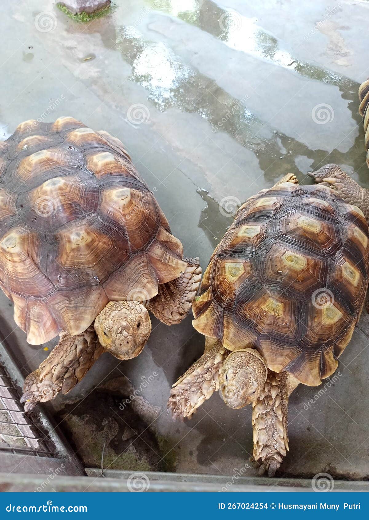 The Couple of Turtle stock photo. Image of couple, turtle - 267024254