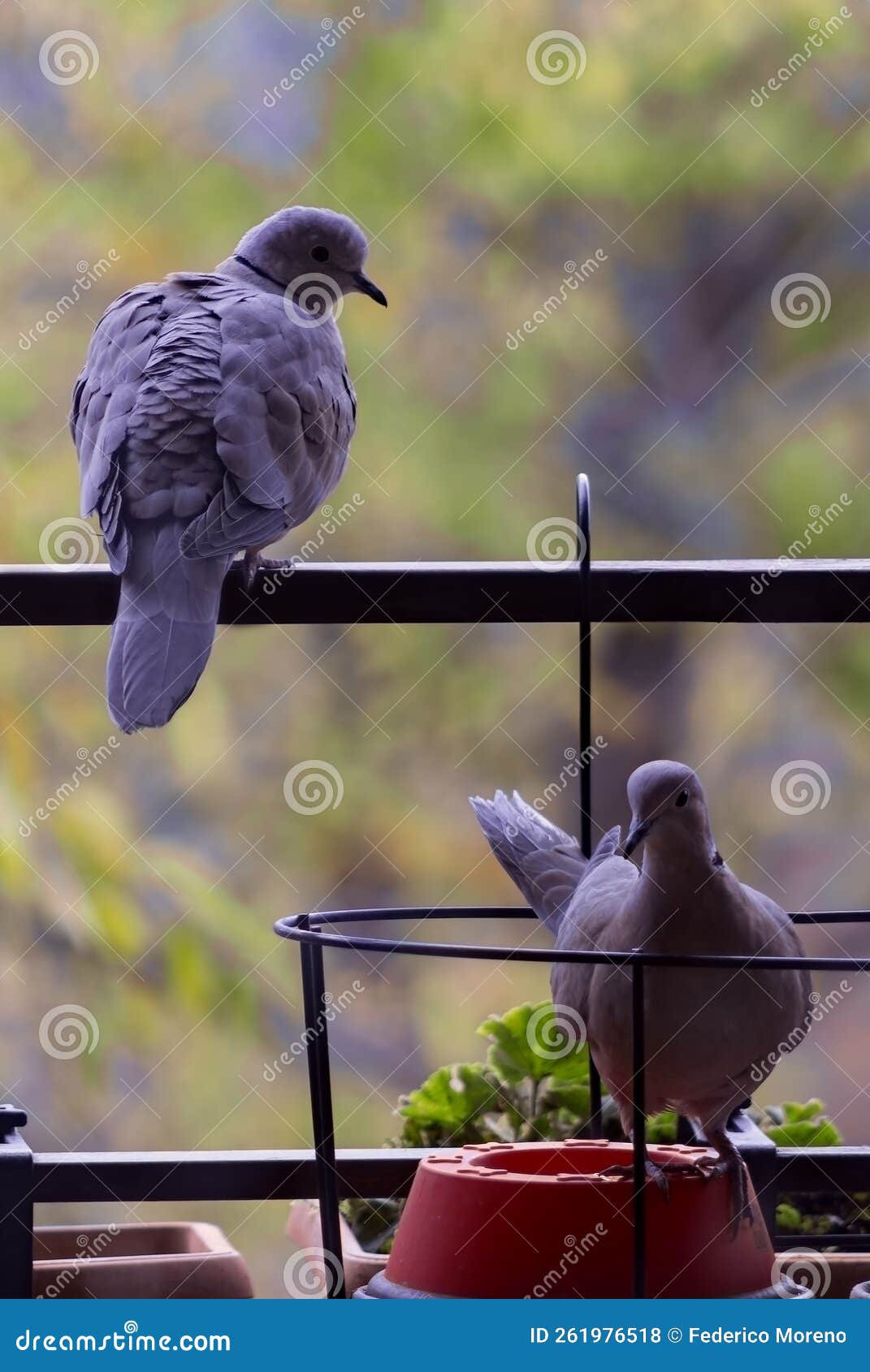 Couple of Turtle Doves or Pigeons Perched on a Balcony Stock Photo ...