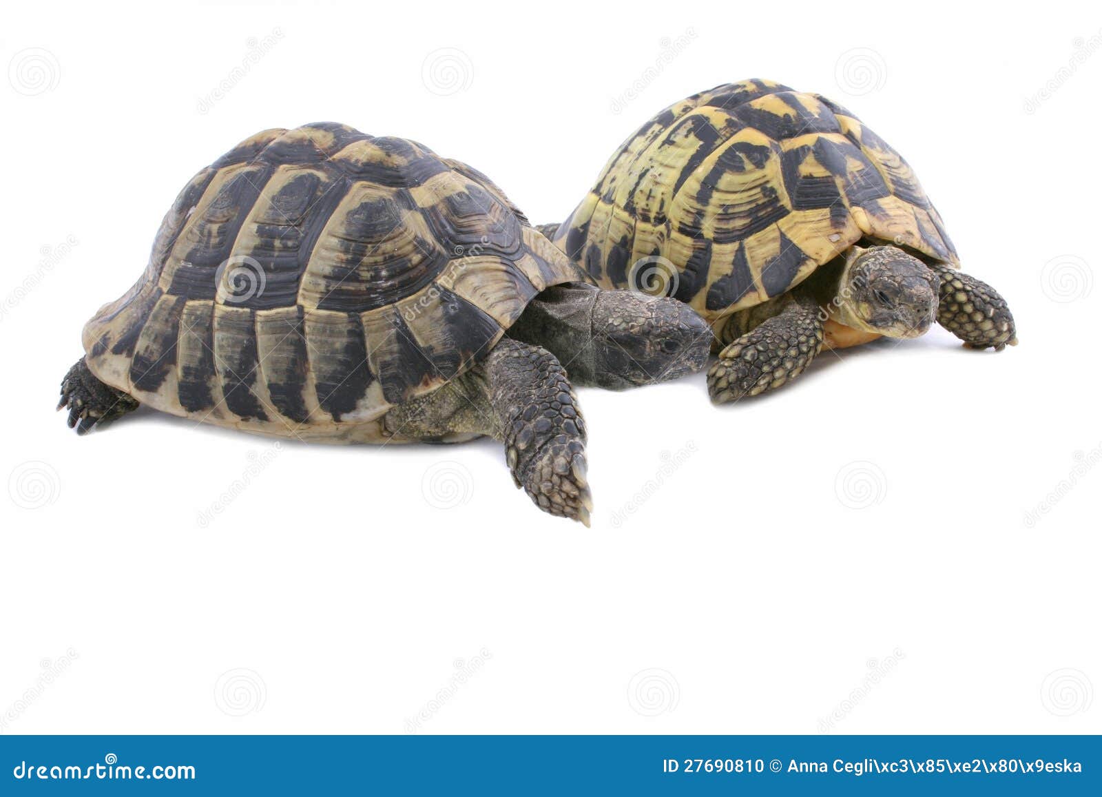 Couple of Turtles stock photo. Image of closeup, shell - 27690810