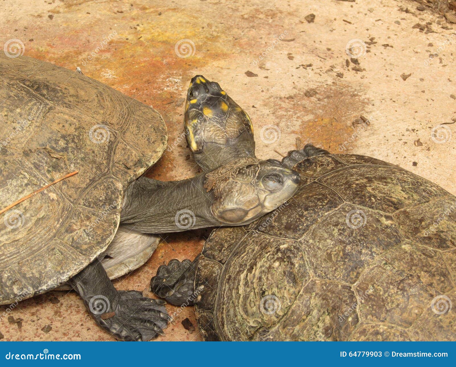 Couple of turtles stock image. Image of together, rest - 64779903