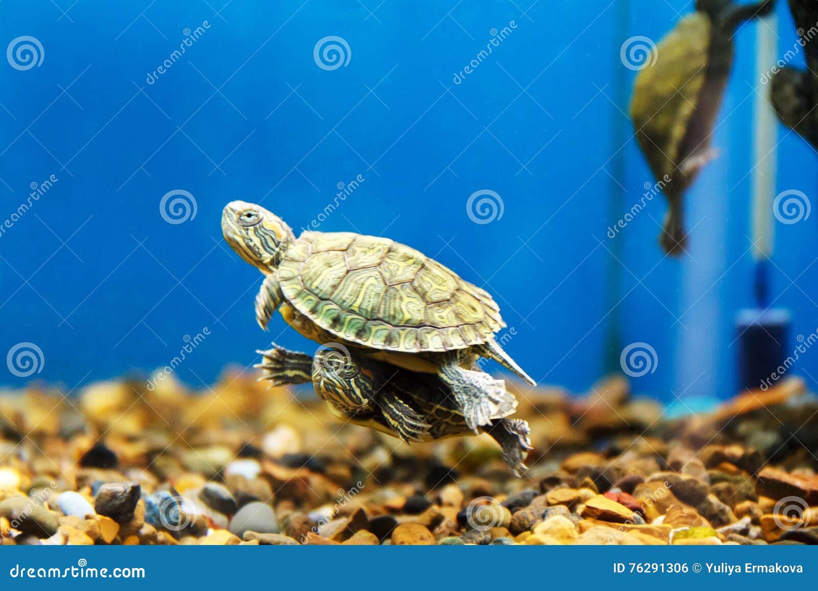 Couple Turtles Swimming in Aquarium Stock Photo - Image of life ...