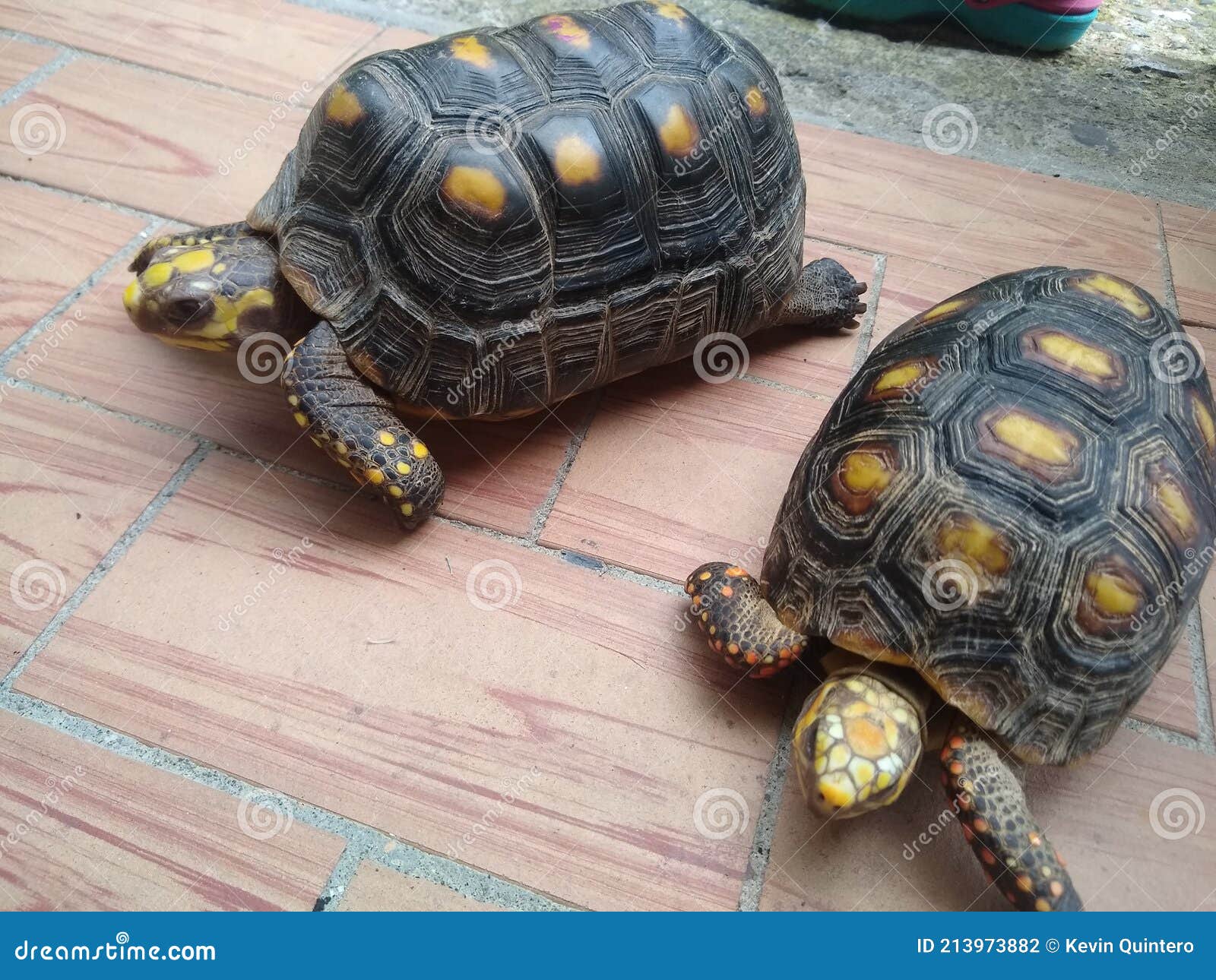 Tender Turtles Stock Photos - Free & Royalty-Free Stock Photos from ...