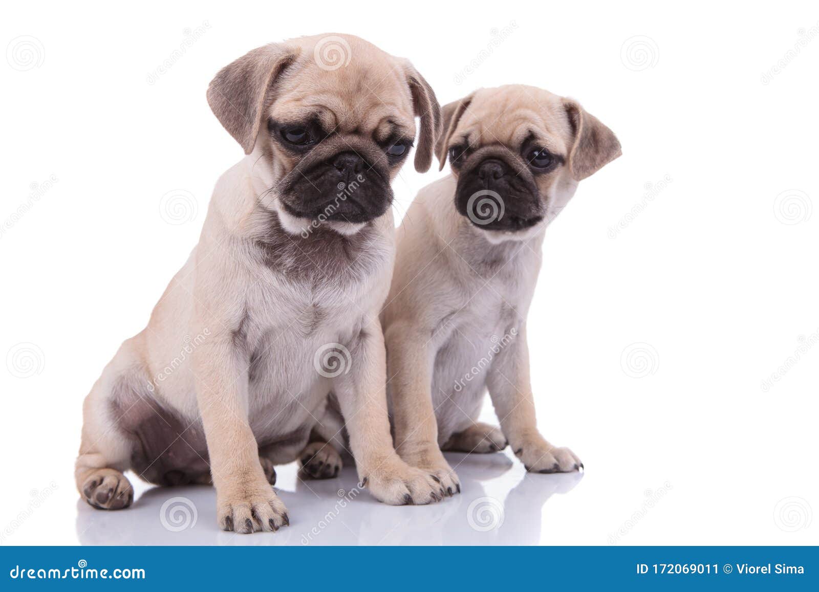 Couple Of Two Pugs Sitting Isolated On White Background Royalty-Free ...