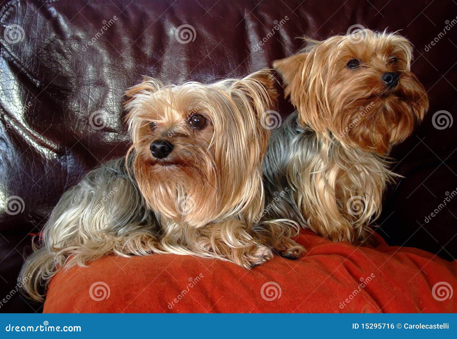 Couple of Two Yorkshire Dogs Stock Photo - Image of looking, sofa: 15295716