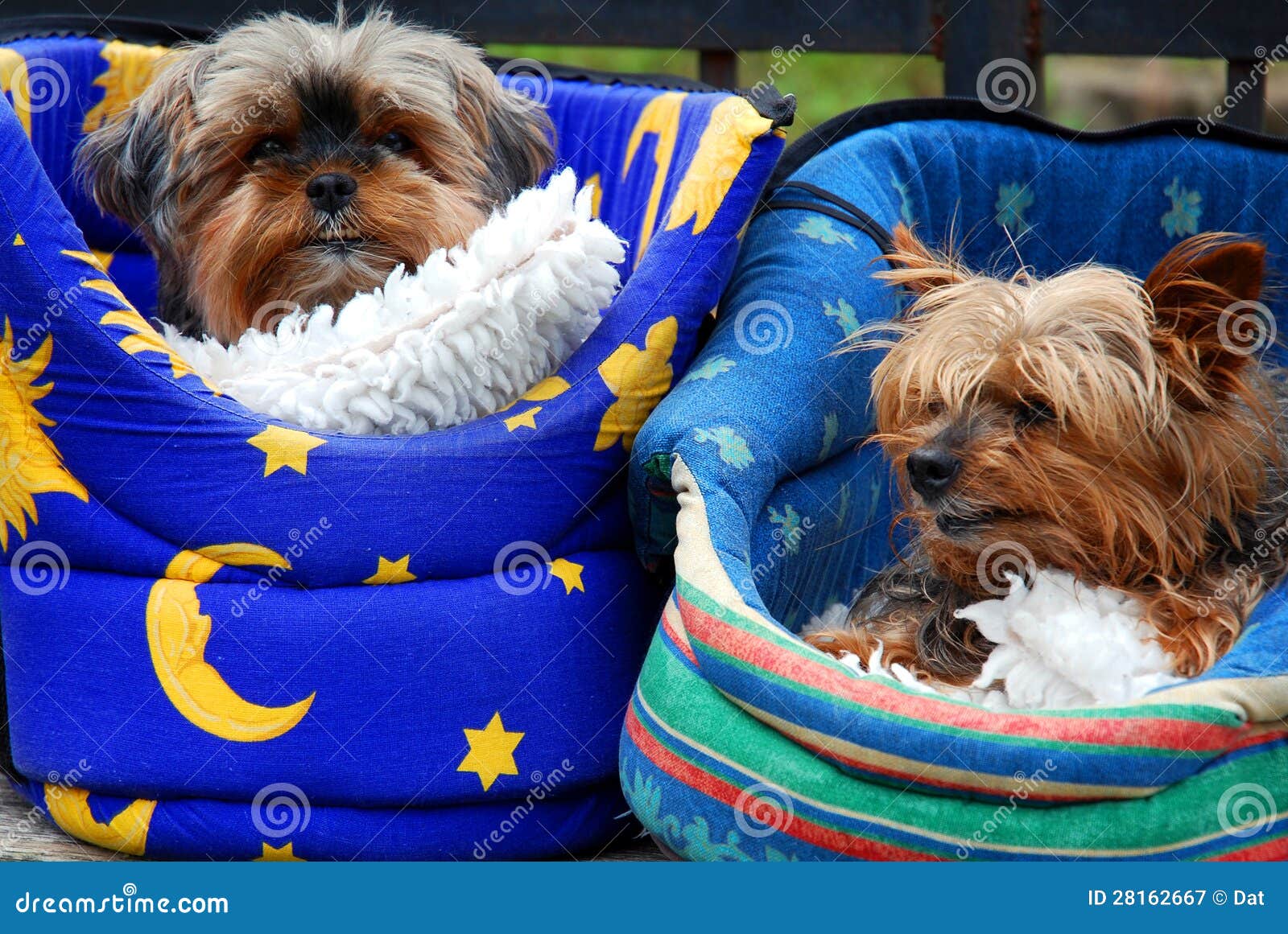 Couple of Two Yorkshire Dogs Stock Image - Image of couple, couch: 28162667
