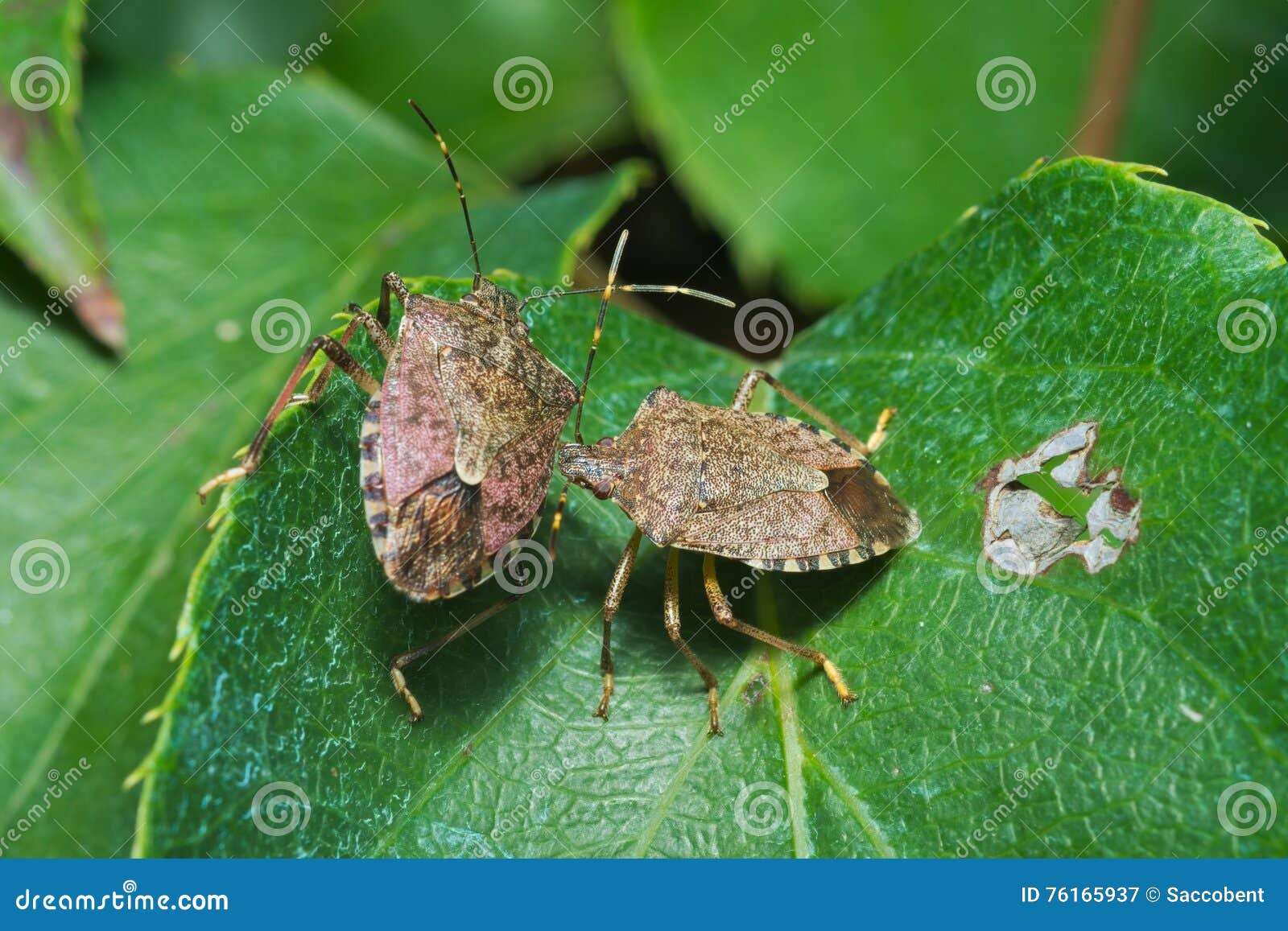 Couple of Vernal Shieldbug (Peribalus Strictus) Stock Image - Image of ...