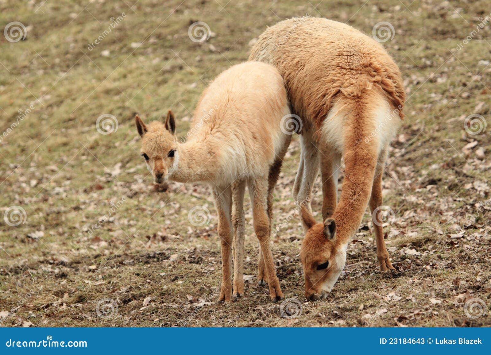 Couple of vikuna stock image. Image of camelid, south - 23184643