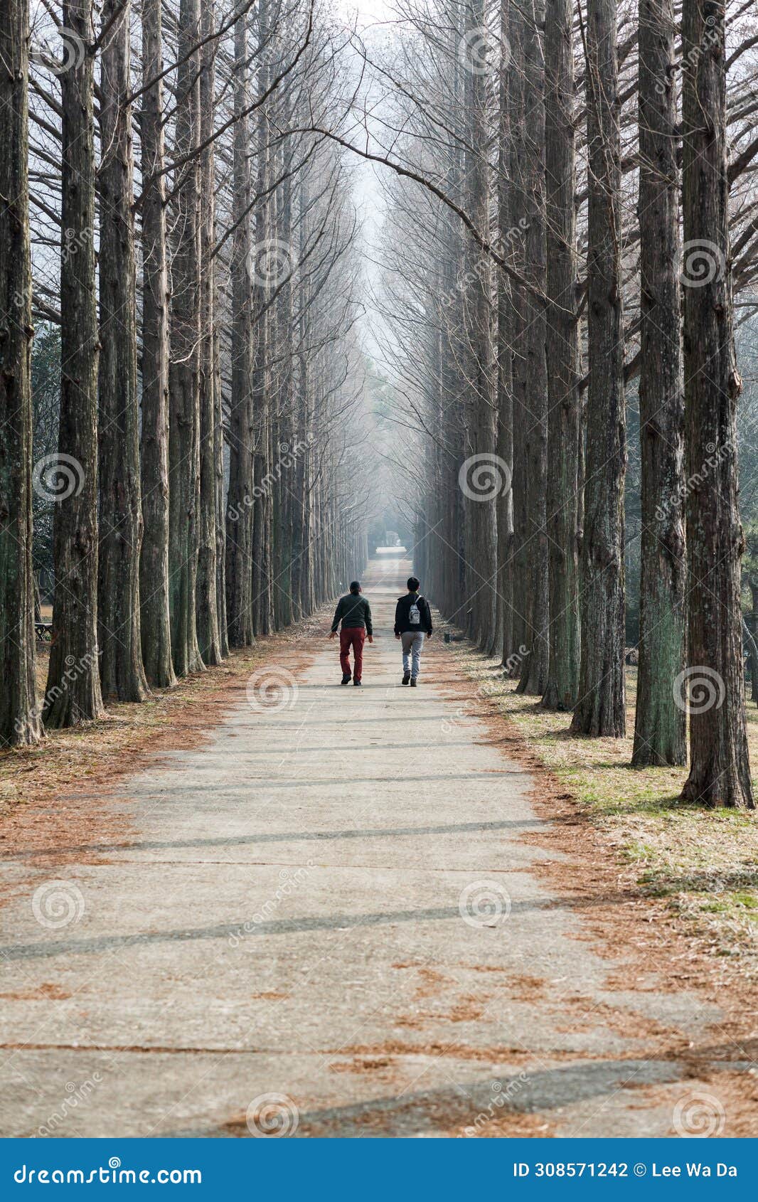 A Couple Walking Trough a Meta Sequoia Tree Lined Road in the Forests ...