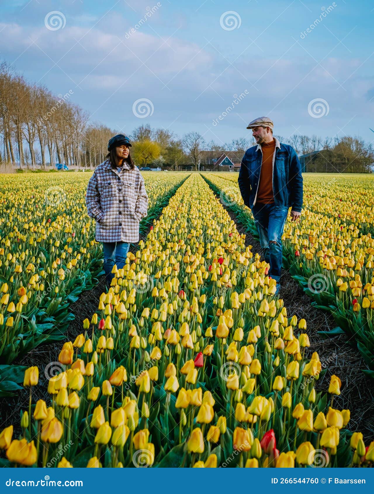 Couple Walking In A Tulip Field Colorful Tulip Fields In The