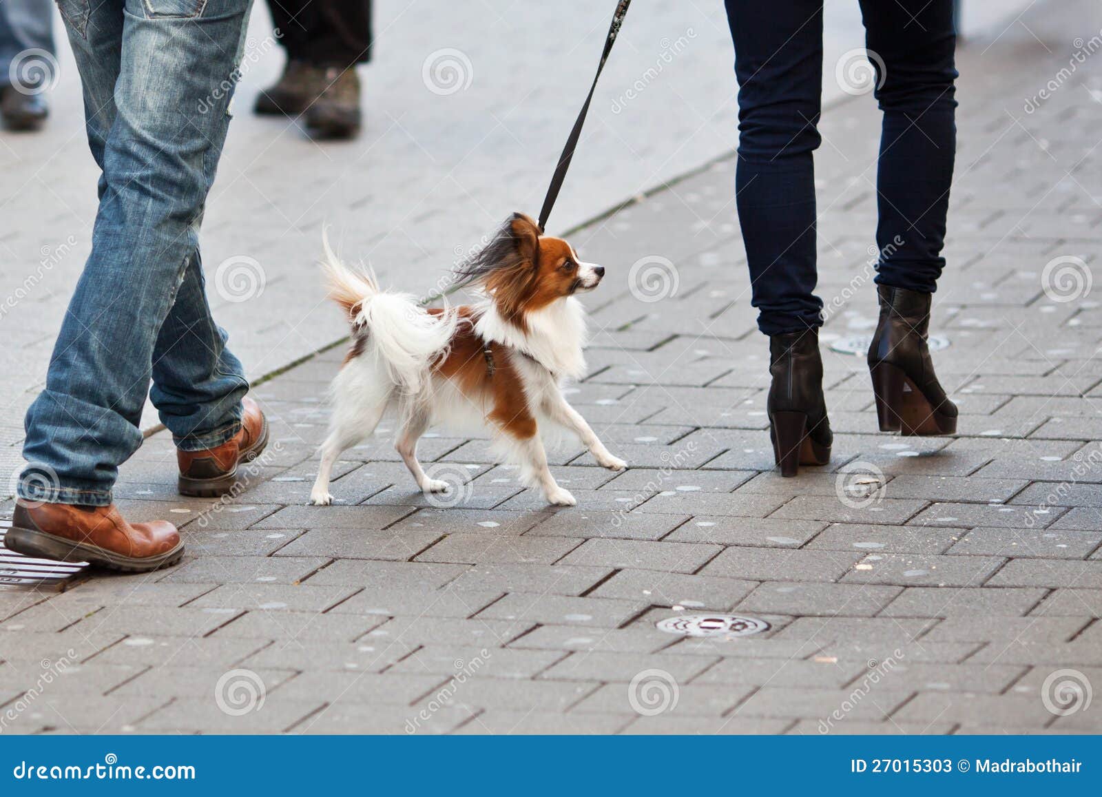 Couple walks a papillon stock image. Image of couple - 27015303
