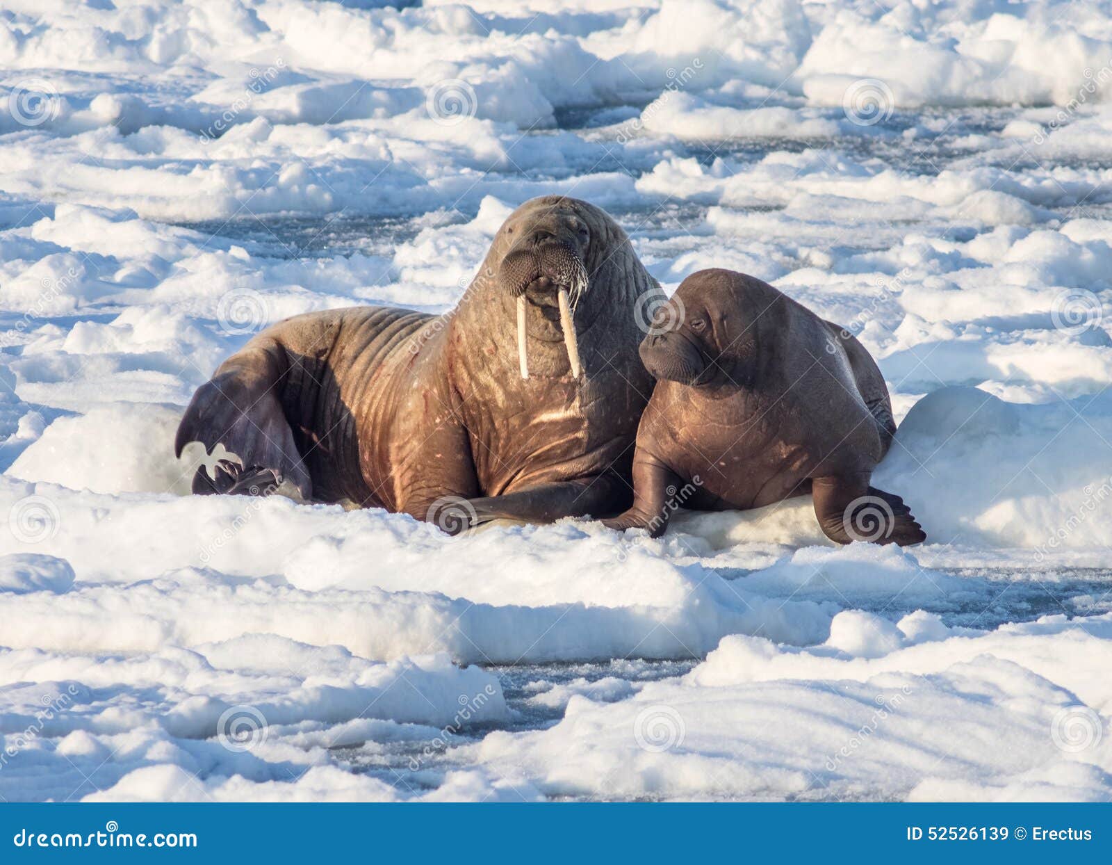 Couple of Walruses on the Ice - Arctic, Spitsbergen Stock Image - Image ...