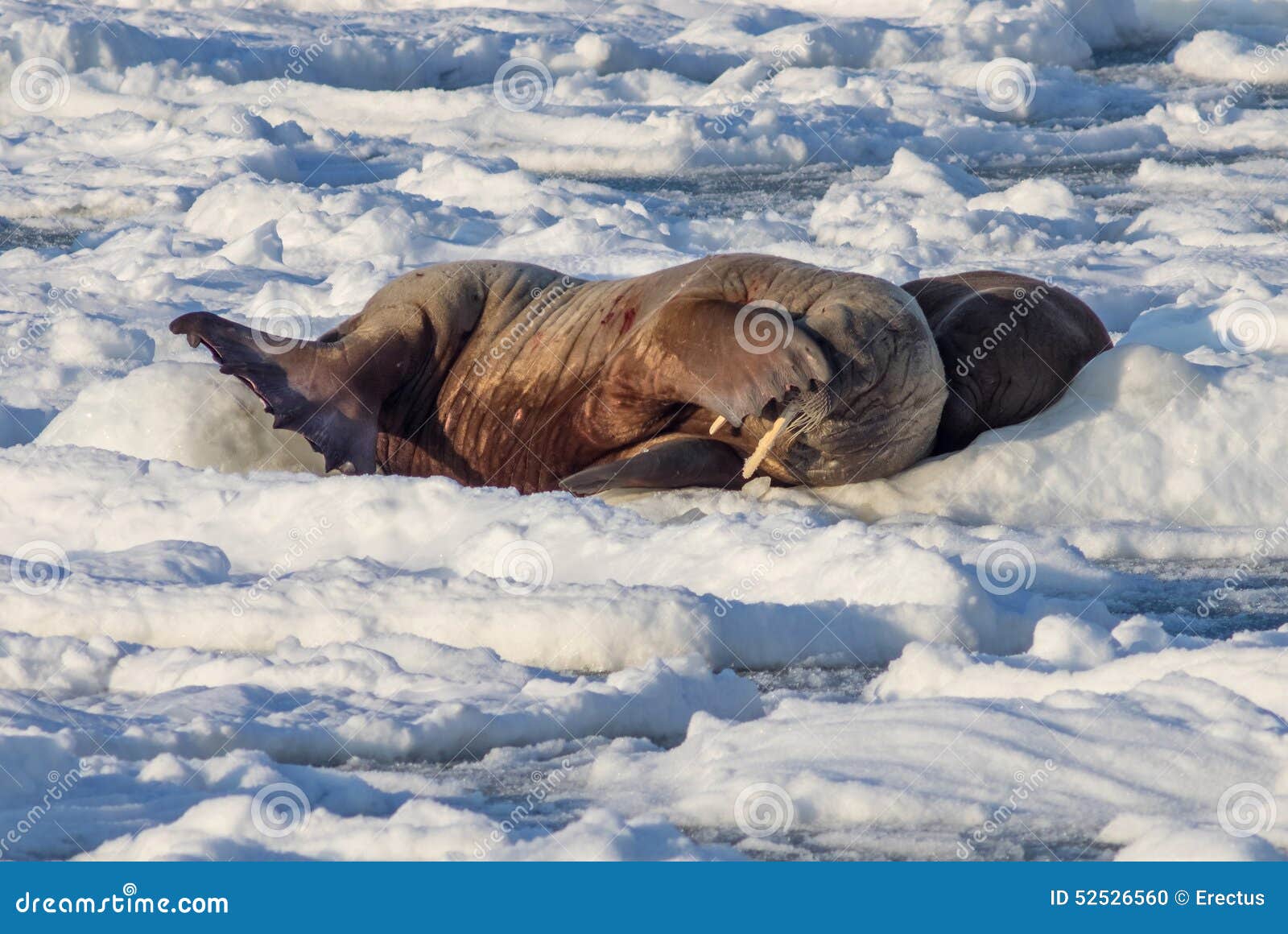 Couple of Walruses on the Ice - Arctic, Spitsbergen Stock Photo - Image ...