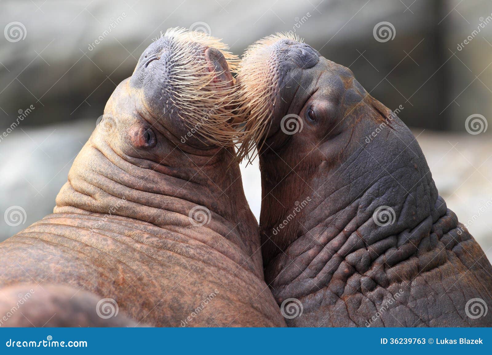 Couple of walruses stock image. Image of seal, mammal - 36239763