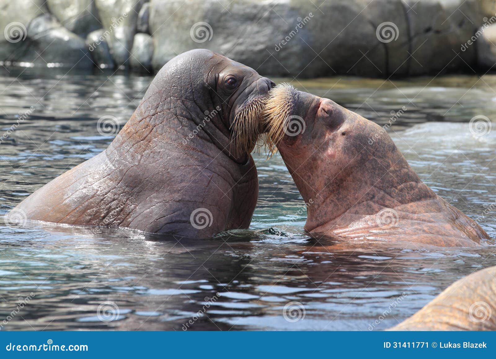 Couple of walruses stock image. Image of ocean, flippered - 31411771