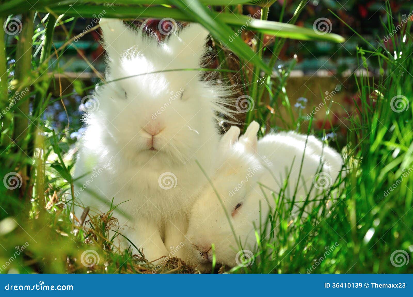 Couple white bunnies stock image. Image of dwarf, patner - 36410139