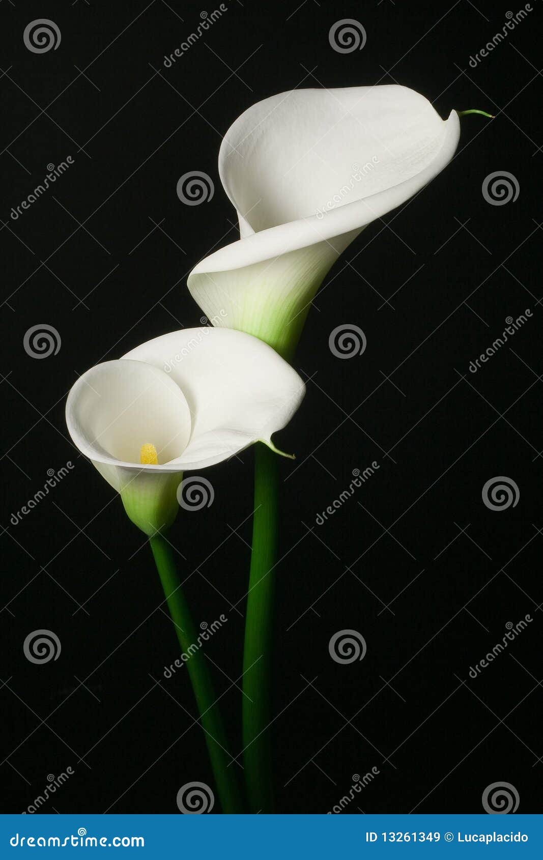 Couple White Calla Lily Black Background Photos - Free & Royalty-Free ...
