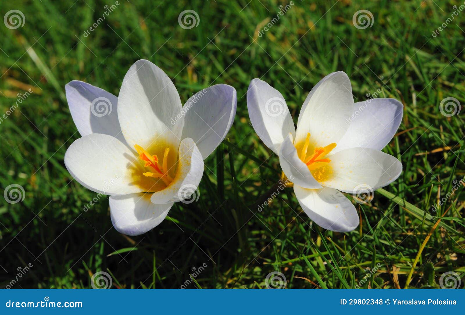White crocuses stock photo. Image of vegetation, spring - 29802348