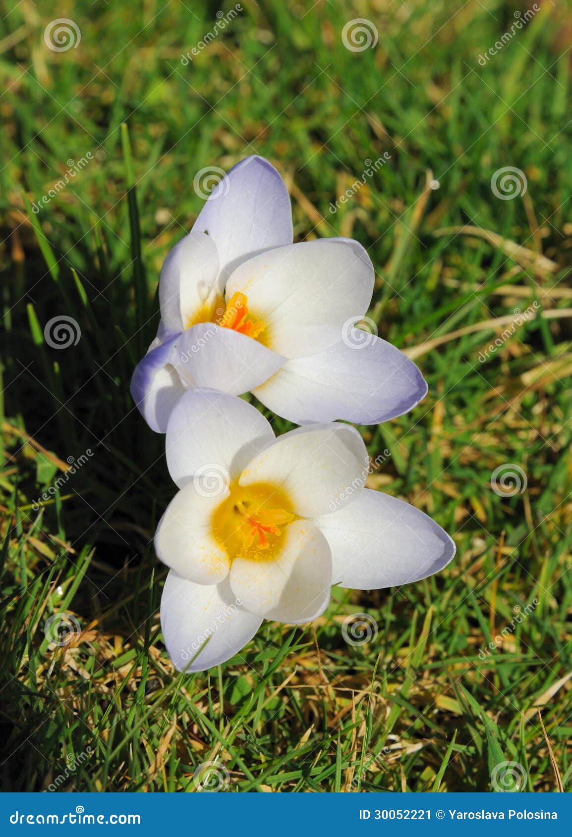 White crocuses stock image. Image of season, nature, spring - 30052221