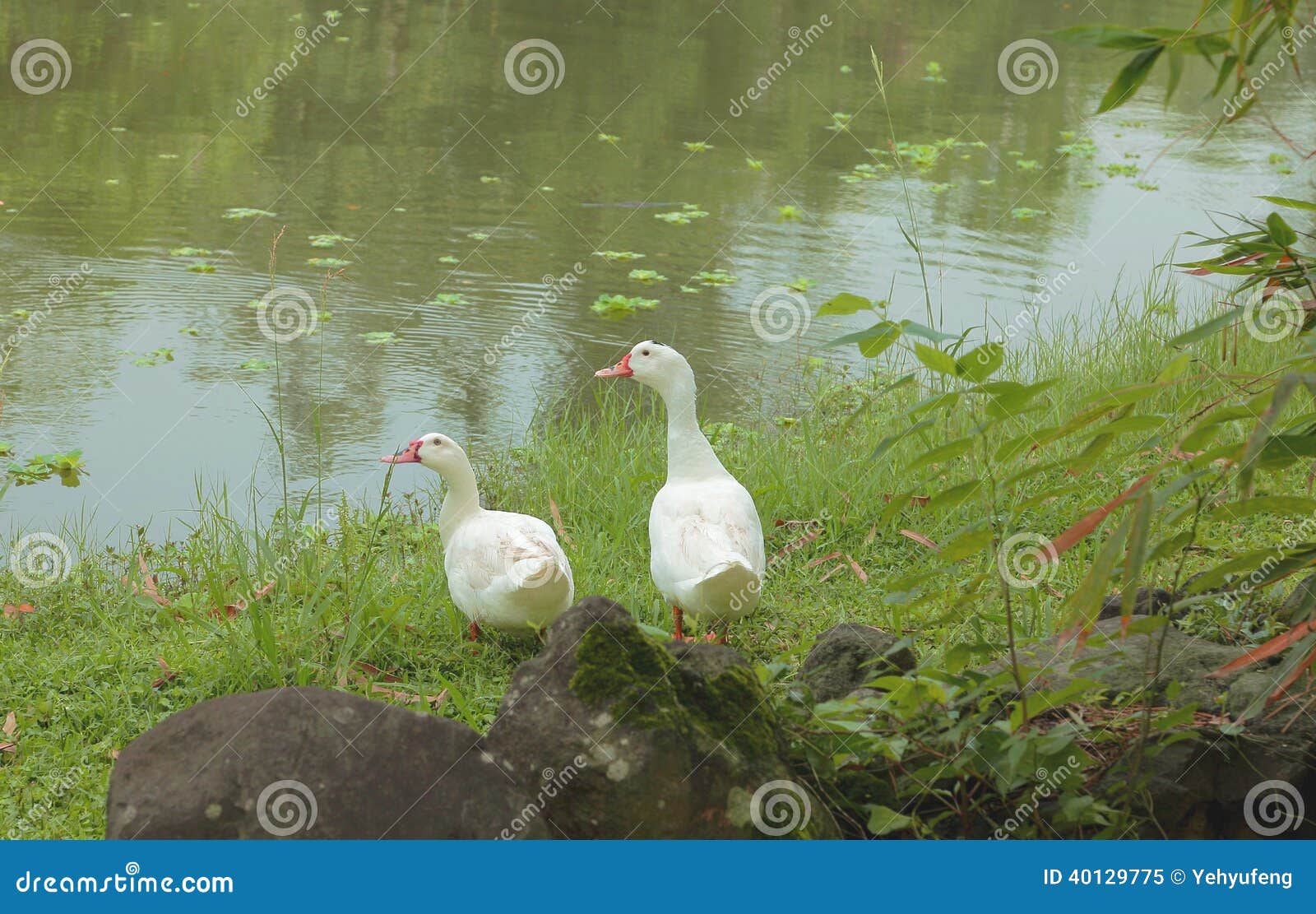 Couple of White Ducks in Spring Time Stock Image - Image of green, bird ...