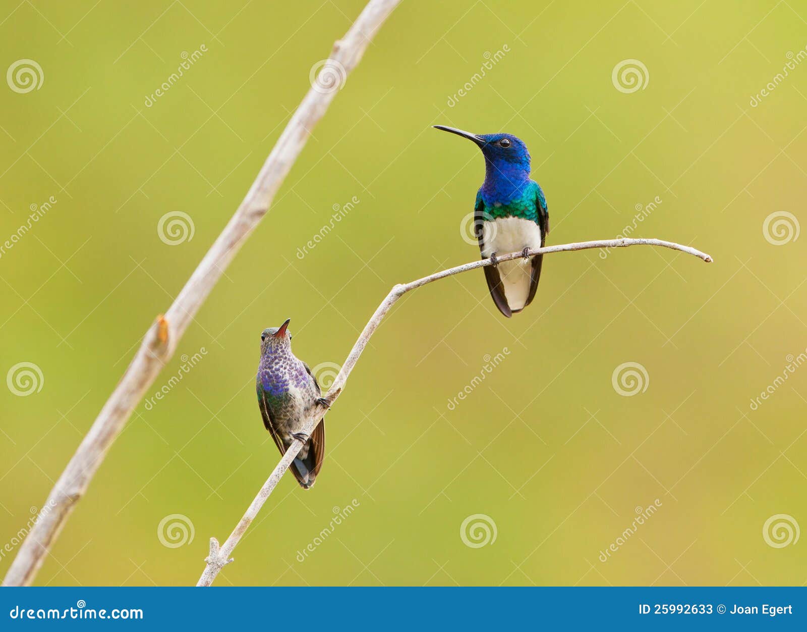 Couple of White-necked Jacobin Stock Image - Image of colour, details ...