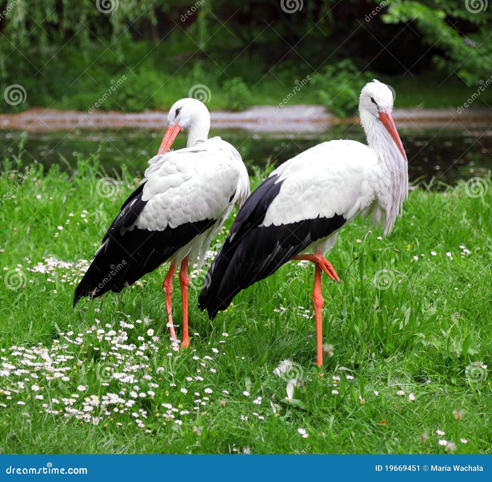 Couple of white storks stock image. Image of friend, water - 19669451