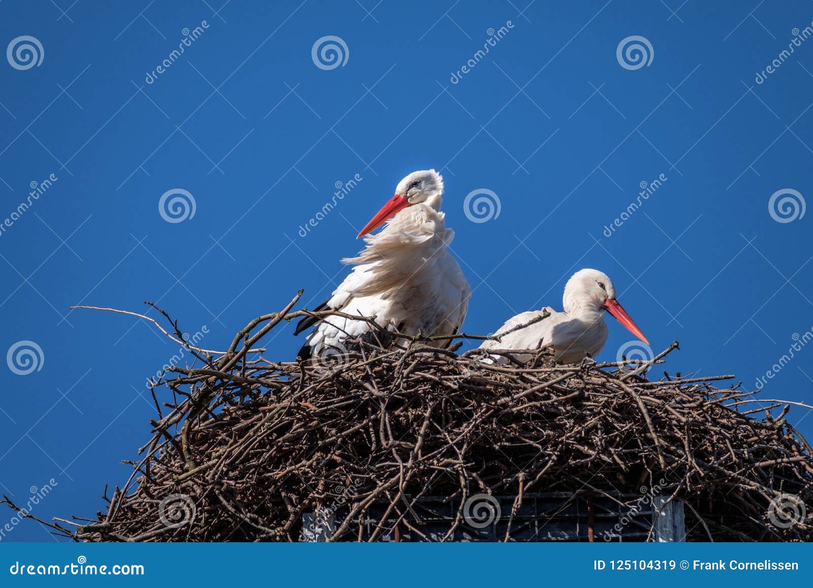 Couple of White Storks Nesting Stock Image - Image of birdwatching ...