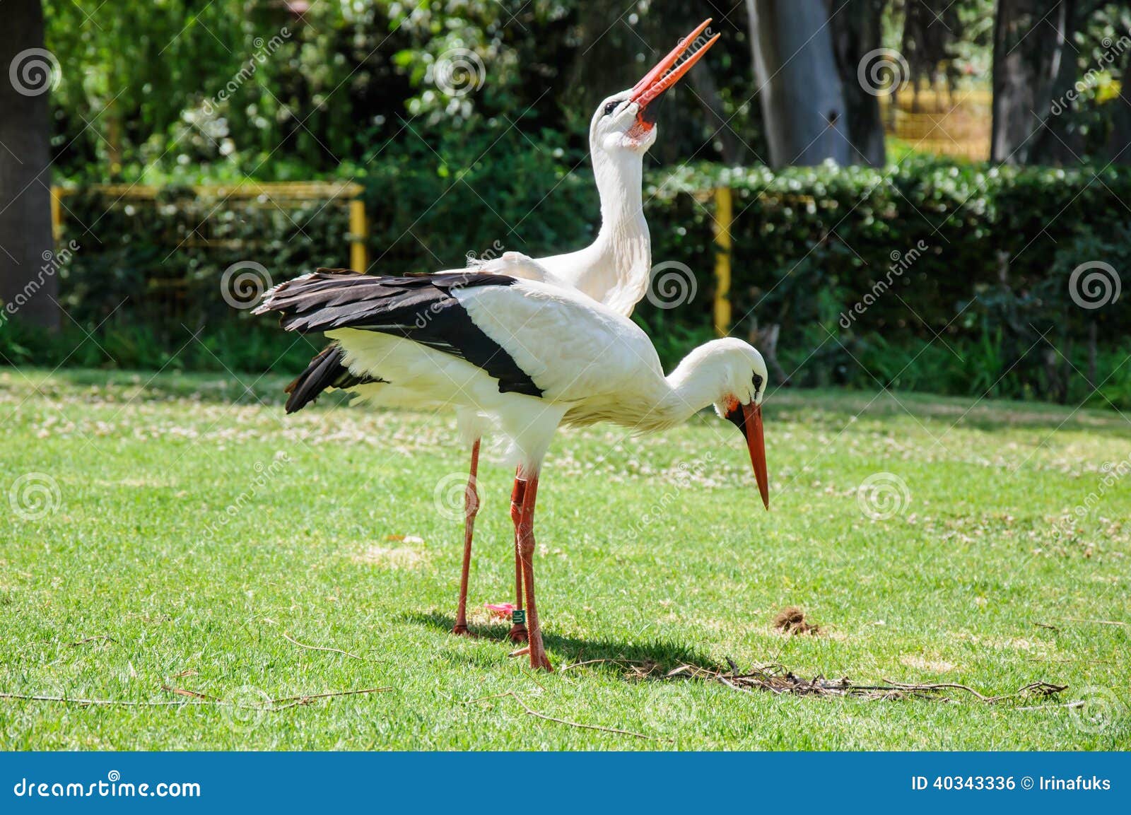Couple of white storks stock photo. Image of creature - 40343336