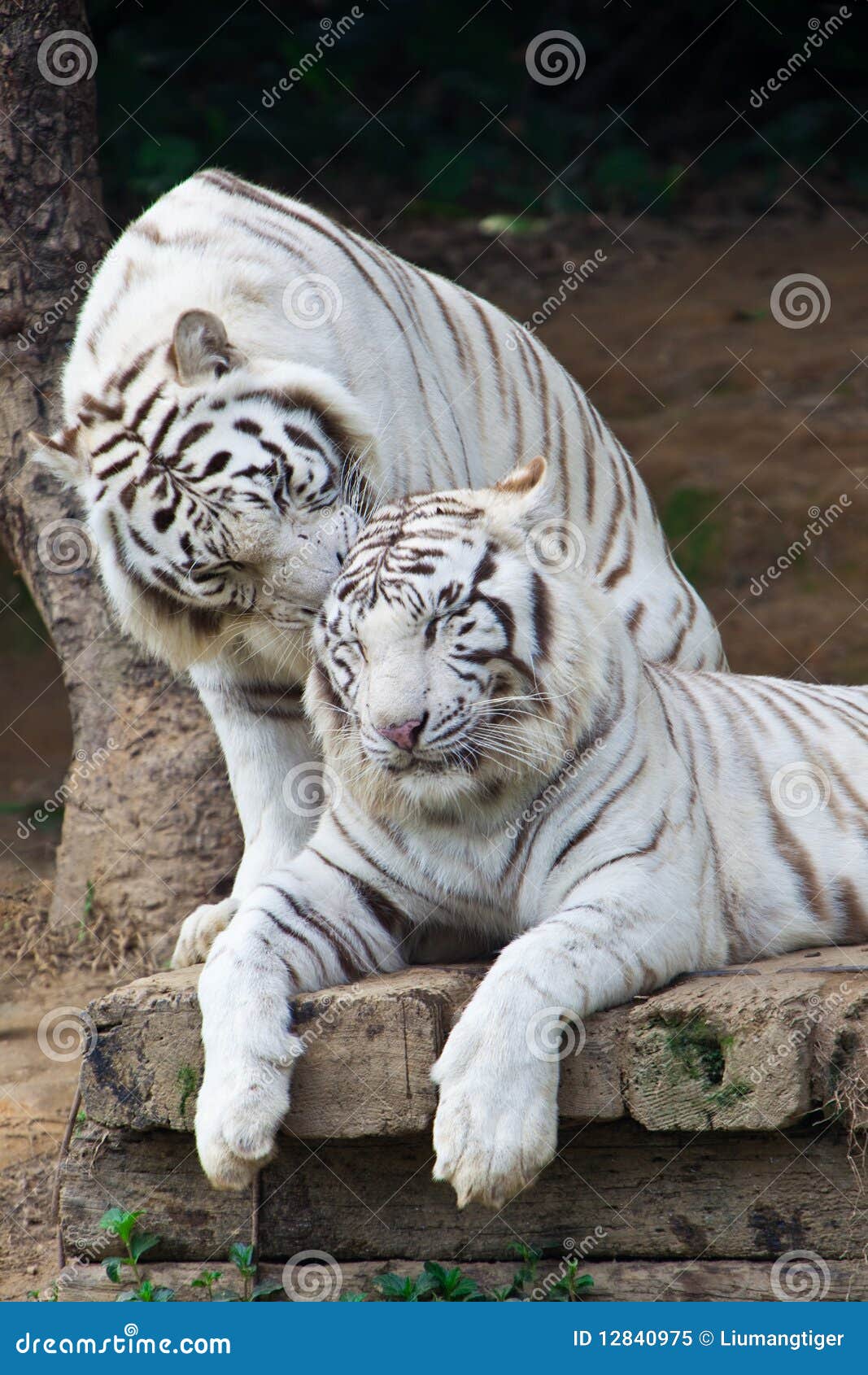 White Tiger Love