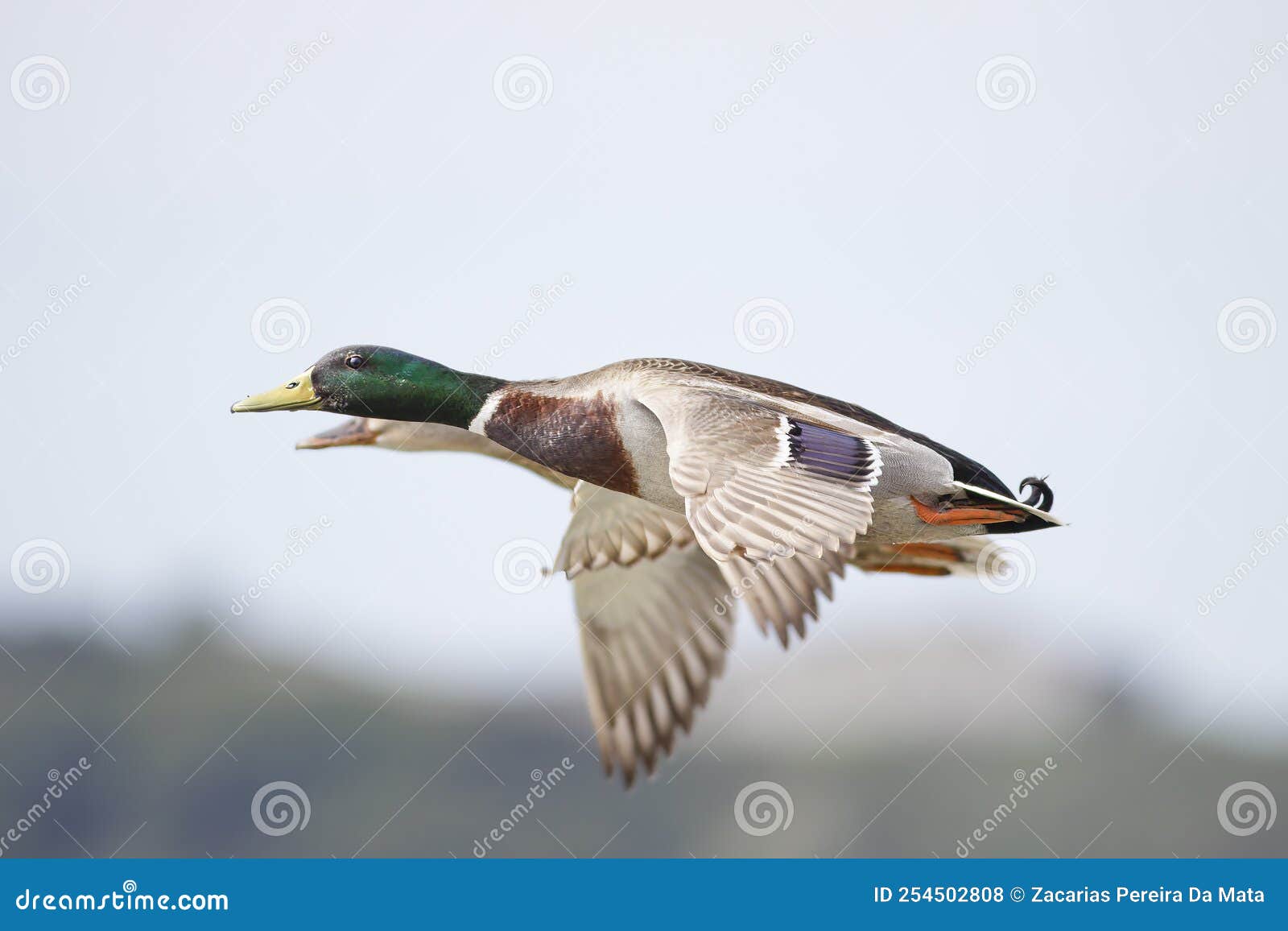 Couple of Wild Ducks in Flight Stock Photo - Image of common, beautiful ...
