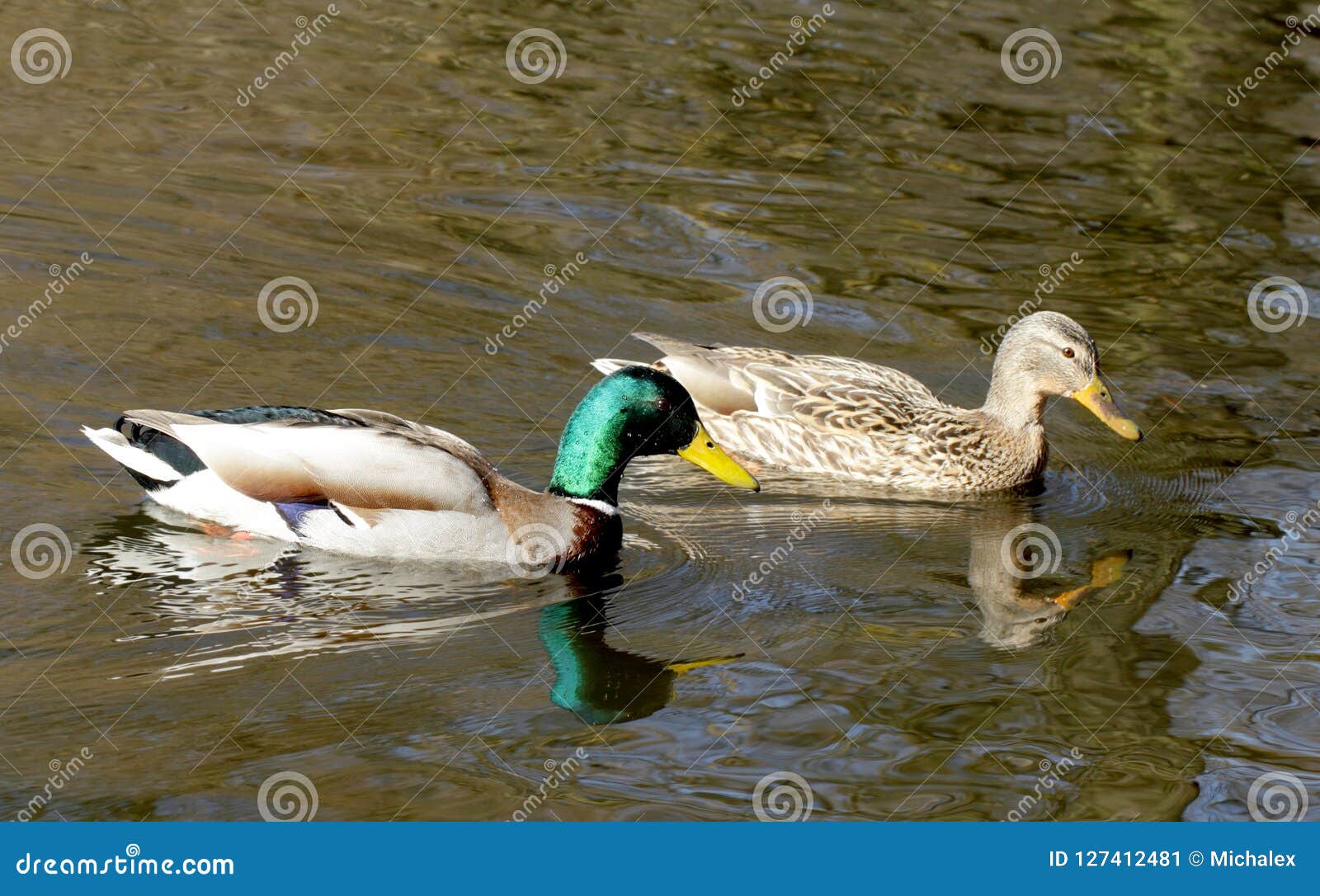 Couple of wild ducks stock image. Image of animal, outdoors - 127412481
