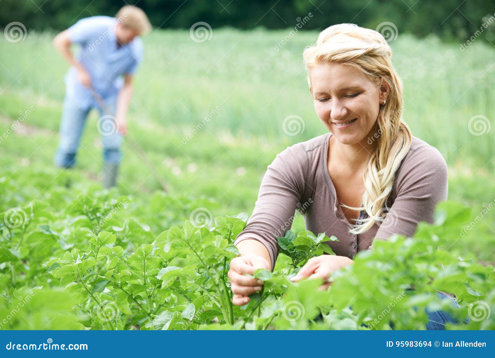Couple Working in Field on Organic Farm Stock Photo - Image of plant ...