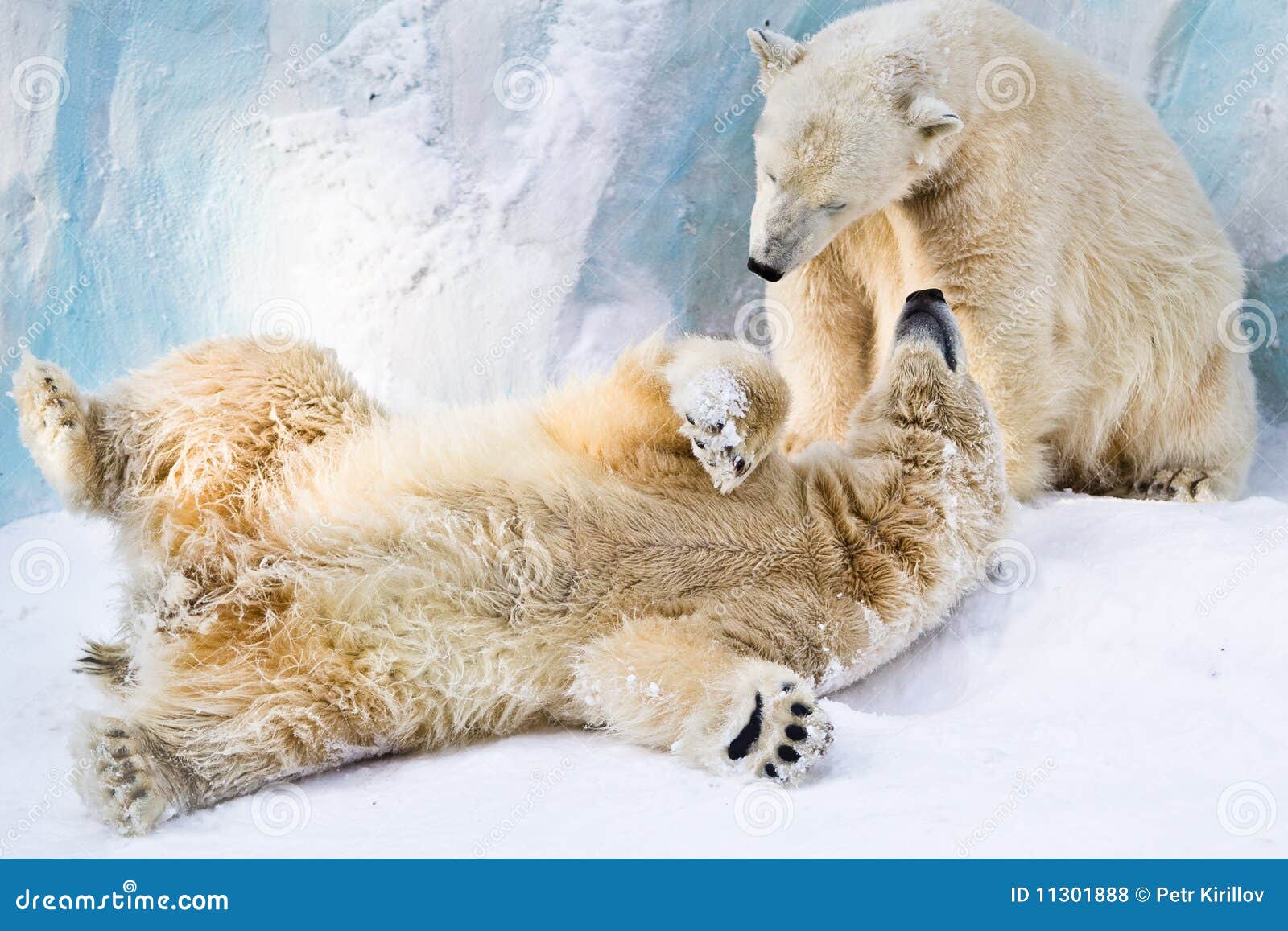 Couple of young bears stock photo. Image of wild, fluffy - 11301888
