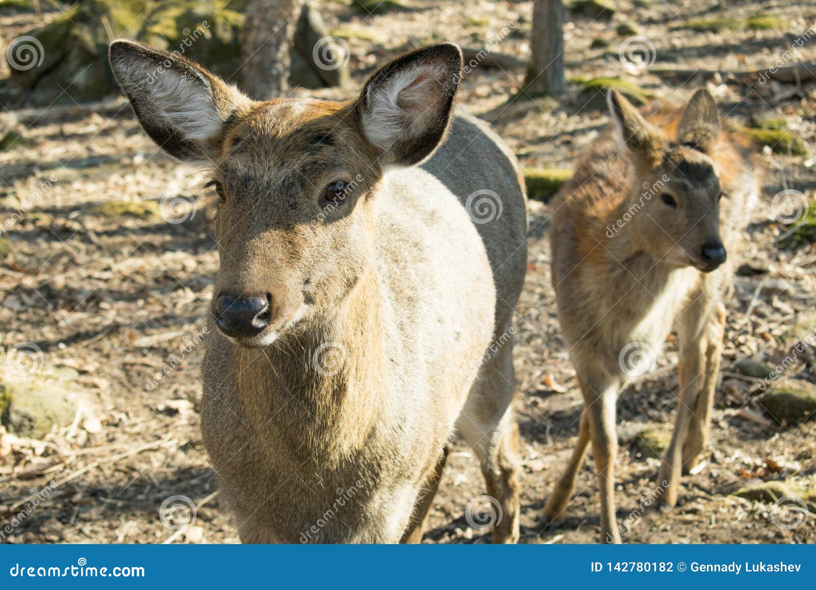 Couple of Young Deer in the Autumn Forest Stock Photo - Image of wild ...