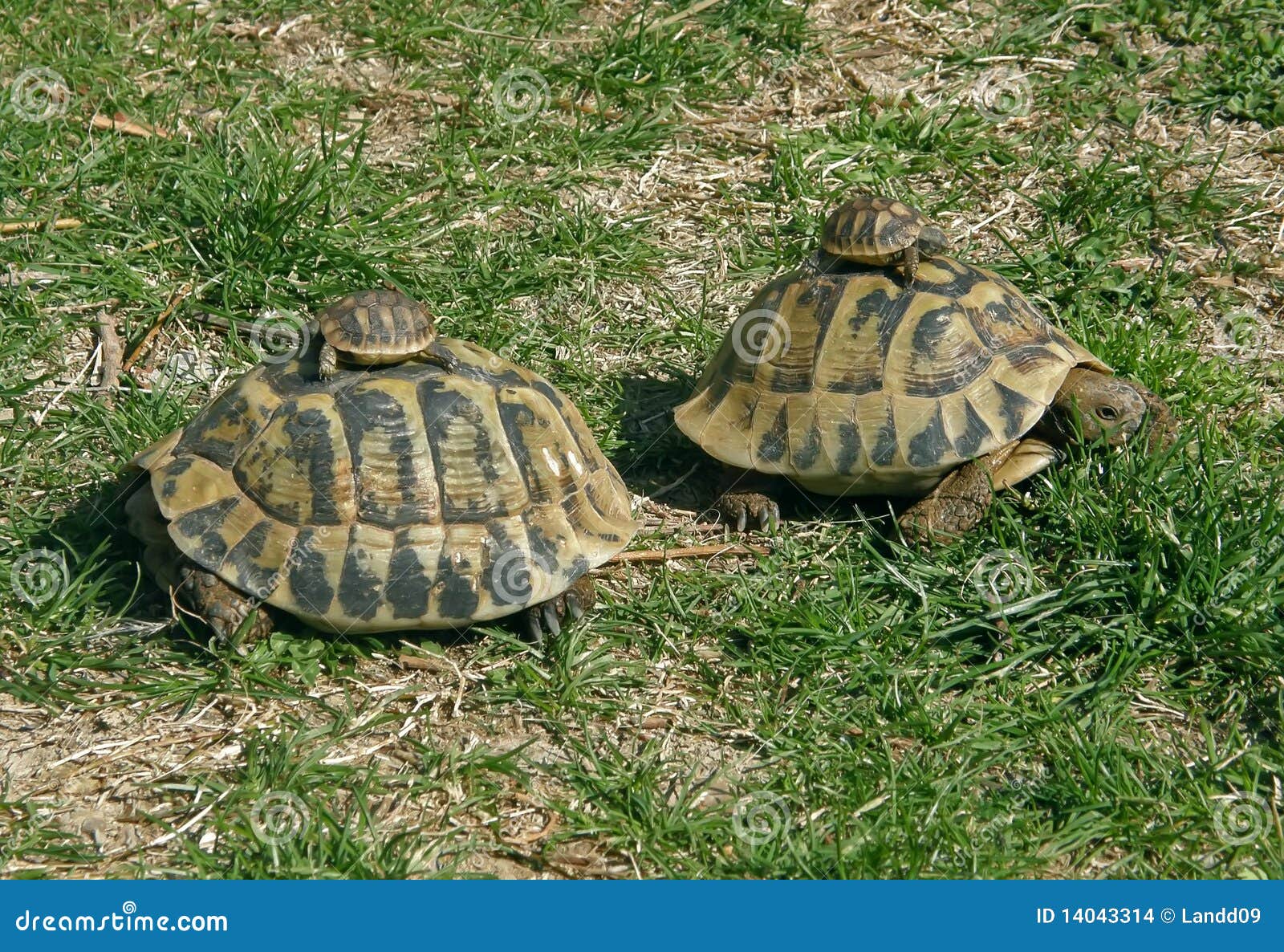 Couple with young turtles stock photo. Image of baby - 14043314