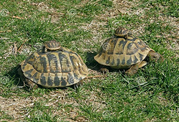 Couple with young turtles stock photo. Image of baby - 14043314