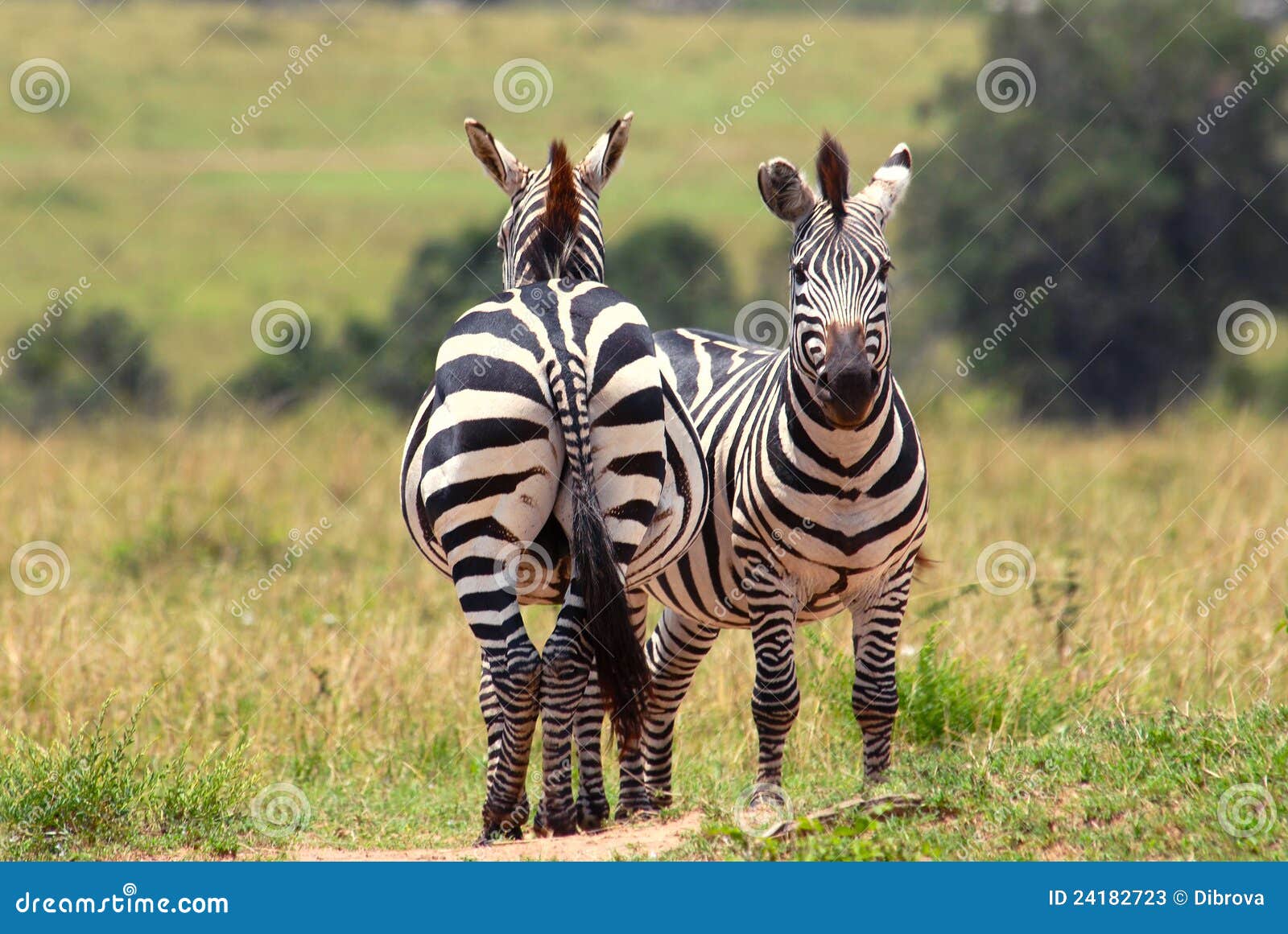 Couple of zebras stock image. Image of mara, bush, couple - 24182723