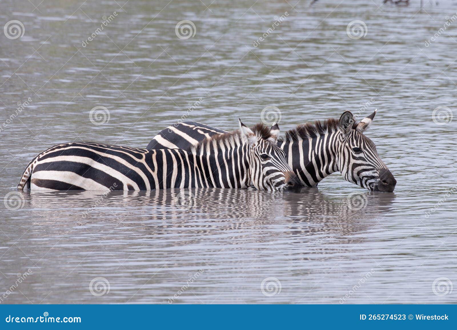Couple of Zebras Crossing the River Stock Image - Image of wildlife ...