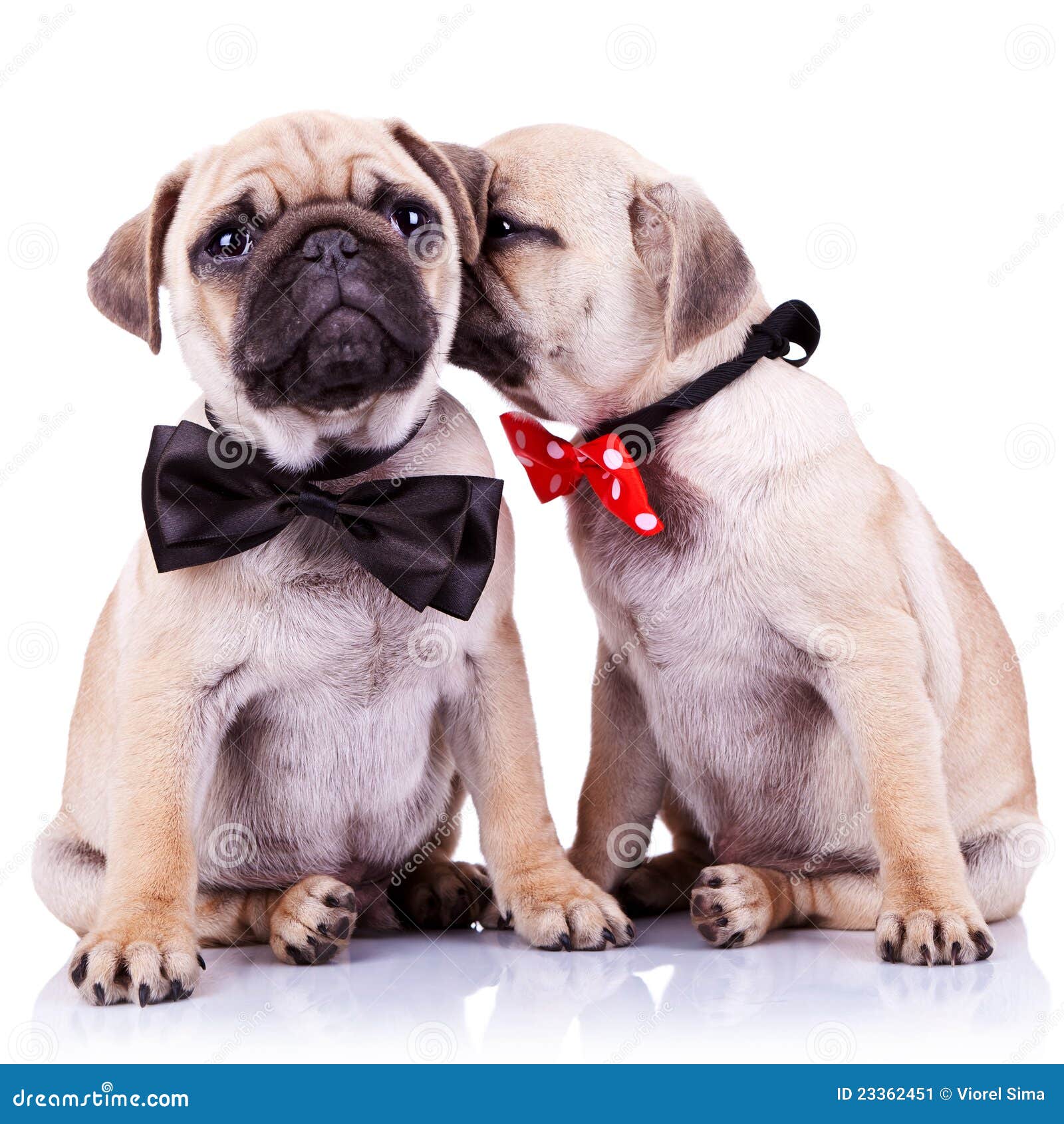 Couples Adorables De Crabots De Chiot De Roquet Image stock - Image du ...