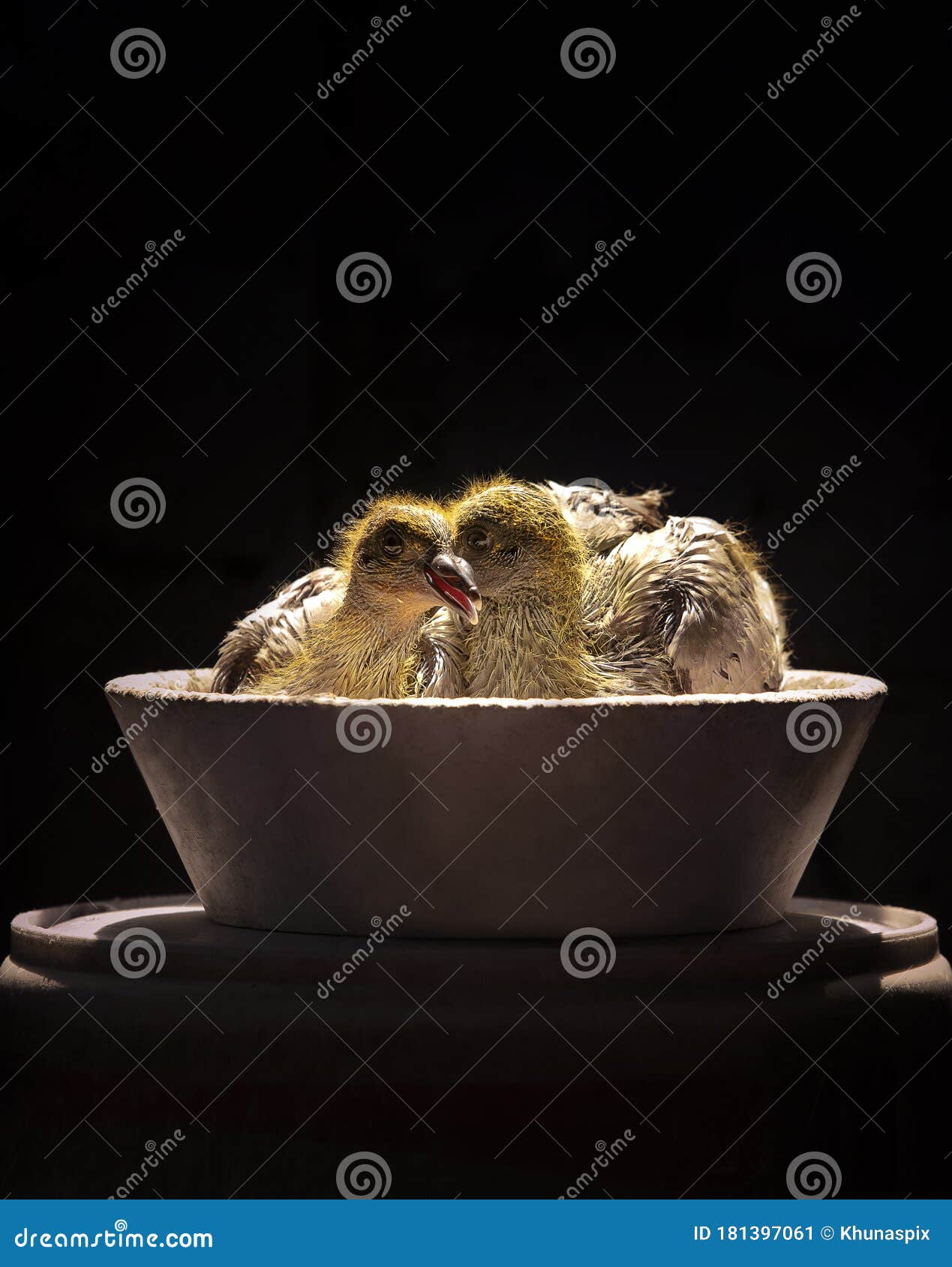 Couples of Babies Homing Pigeon in Breeding Bowl Stock Image - Image of ...
